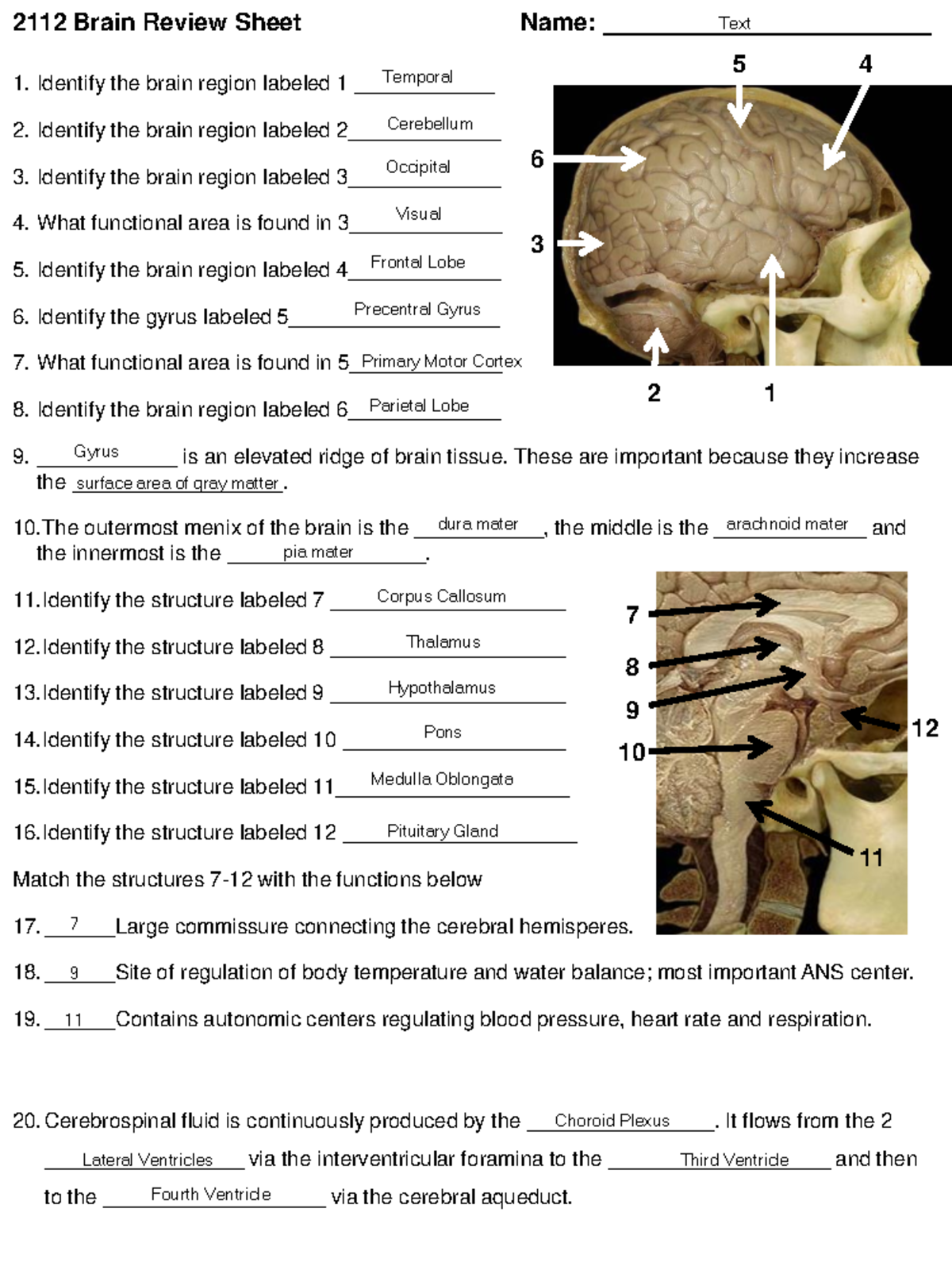 2112 Brain Review - Assignment. - 4 2 5 3 1 6 2112 Brain Review Sheet ...