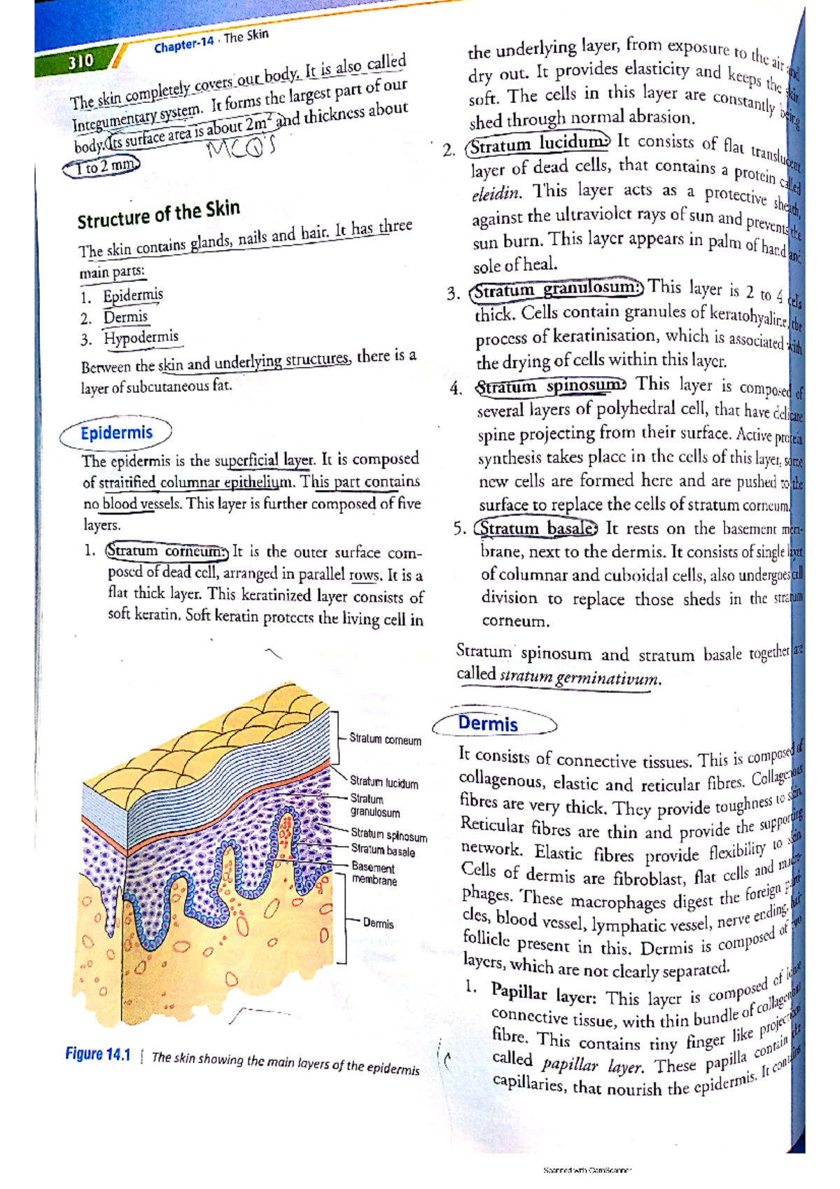 Integumentary system(Skin) - medical laboratory technology - Studocu