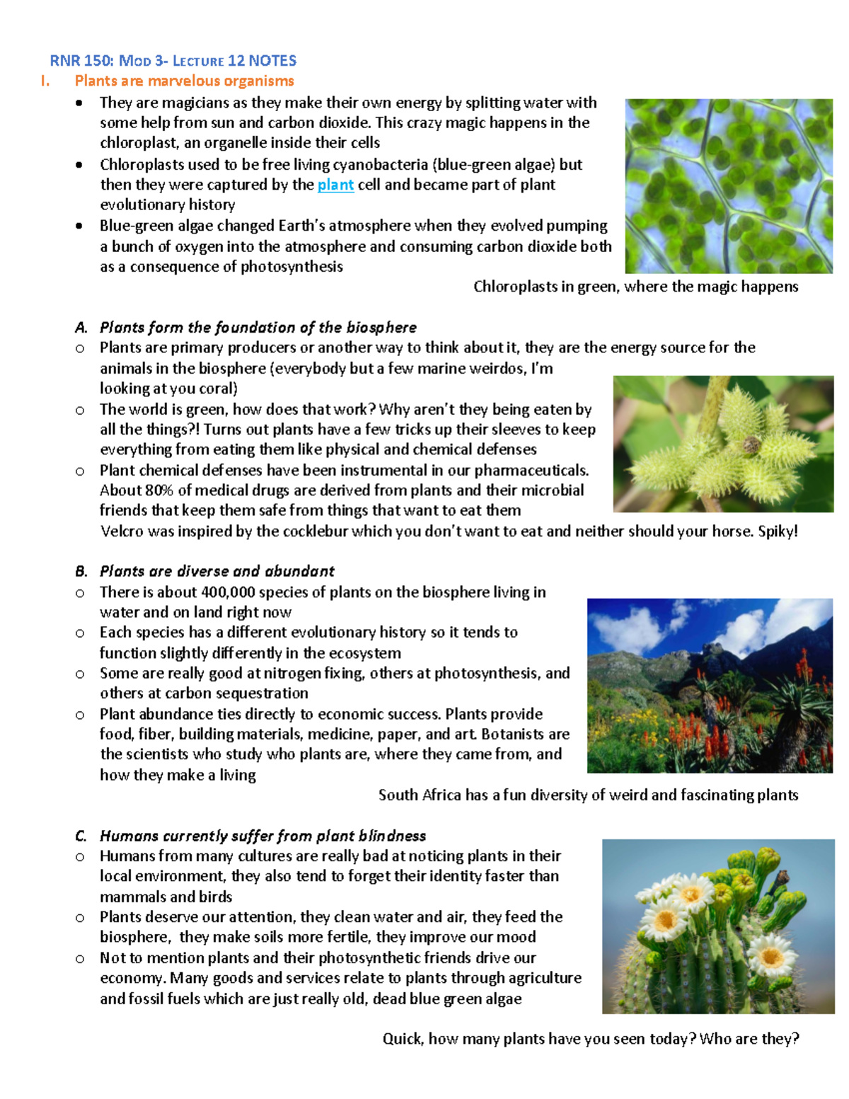 Plants: Marvelous Organisms and Their Importance - Studocu