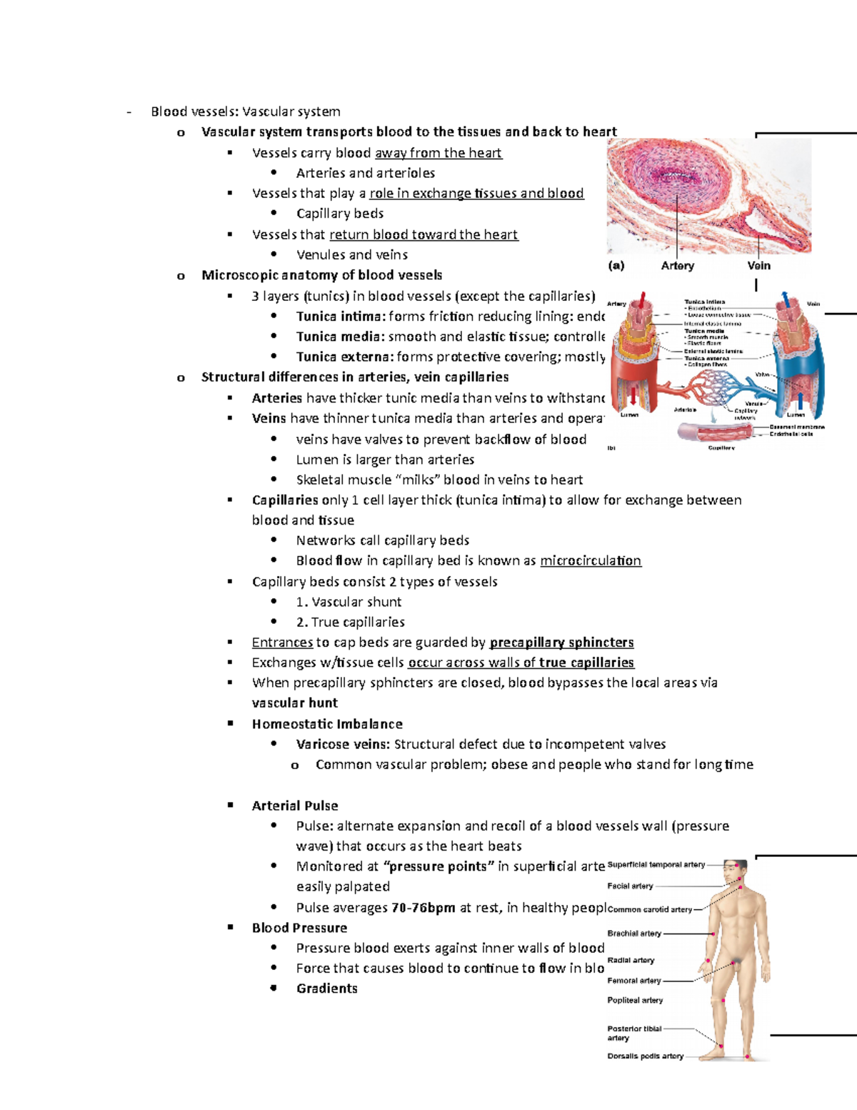 Chapter 19 - Blood vessels - Blood vessels: Vascular system o Vascular ...