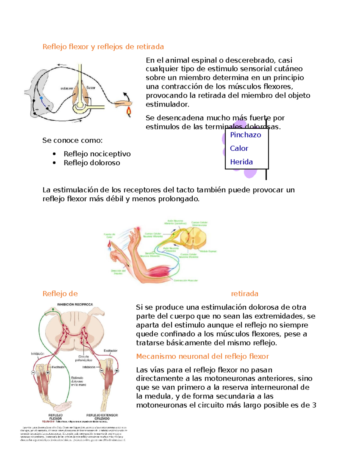 Clase 6 parte 2 - neurofisiologia - Reflejo flexor y reflejos de ...