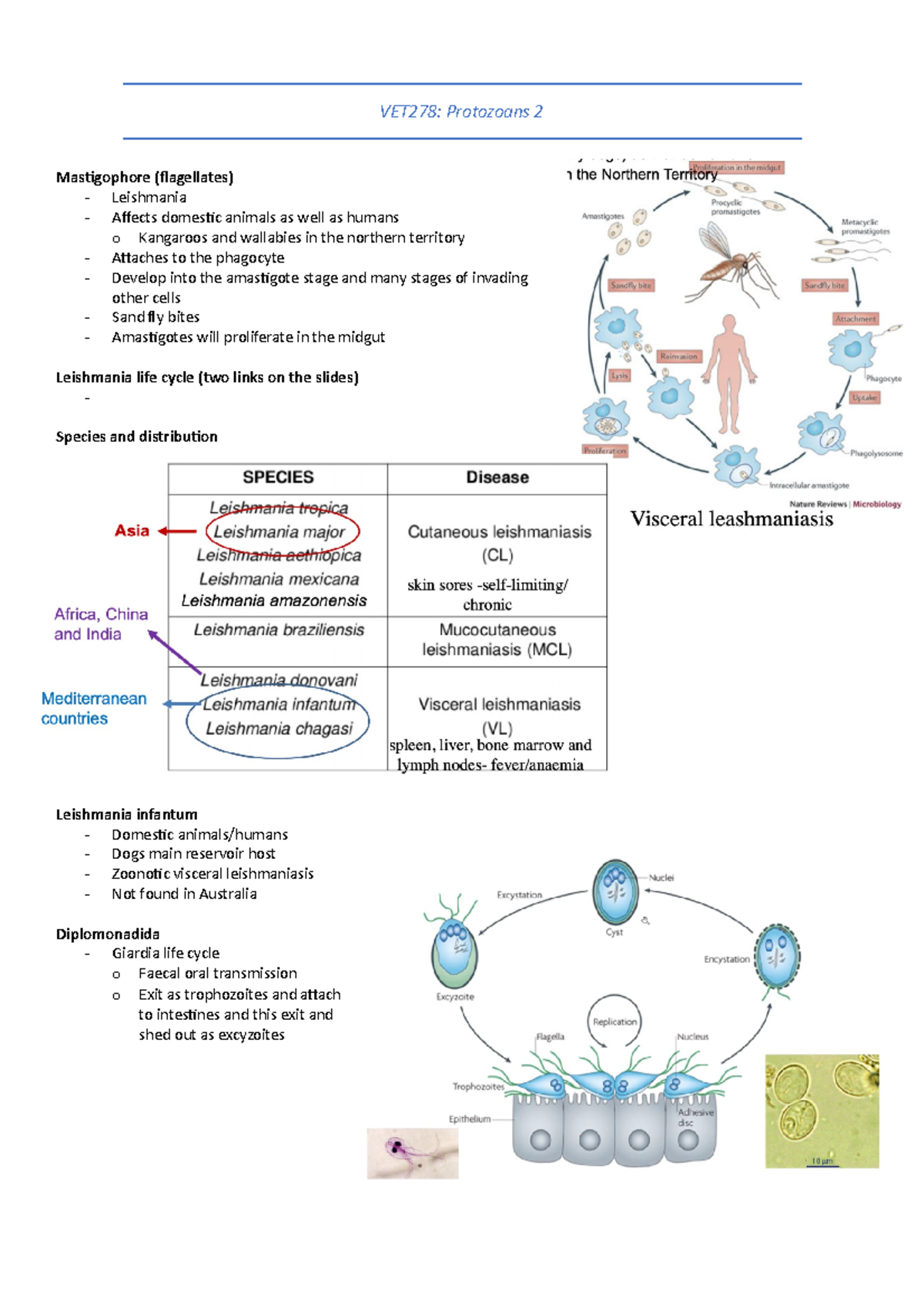 VET278 lecture 5 - VET278: Protozoans 2 Mastigophore (flagellates ...
