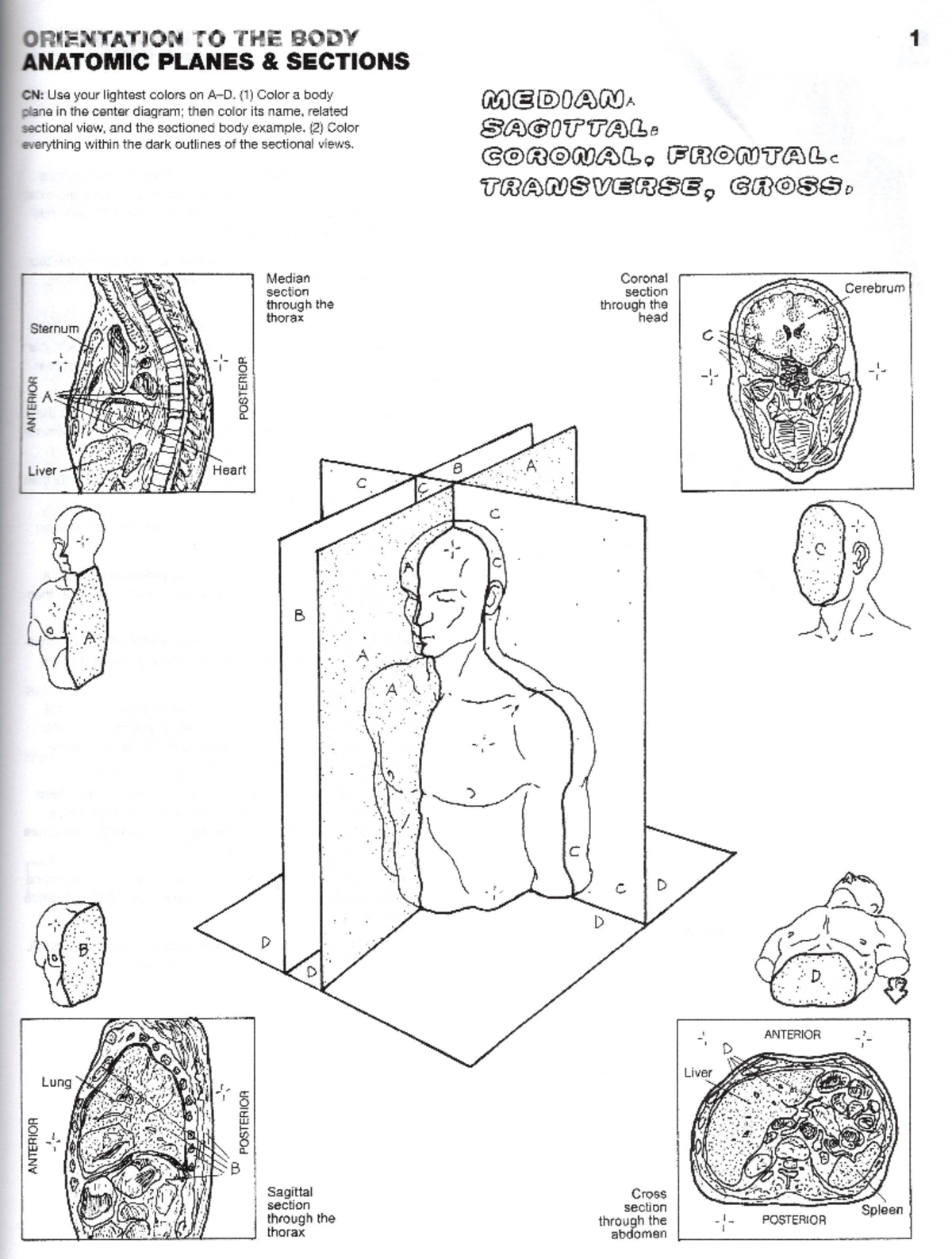 MEDS2005 Week 1 Anatomy worksheet - MEDS2005 - USyd - StuDocu