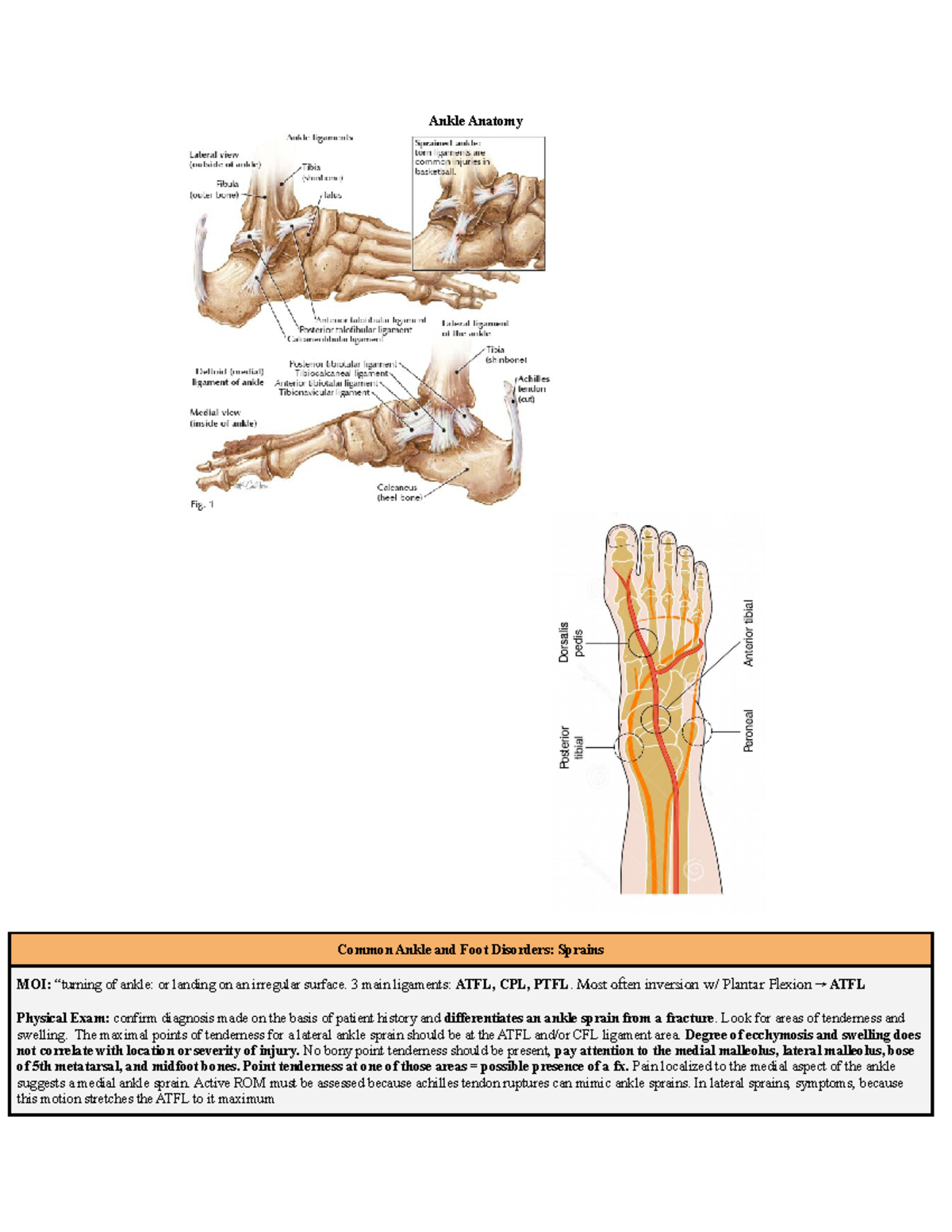 Foot - Lecture notes foot lecture - Ankle Anatomy Common Ankle and Foot ...