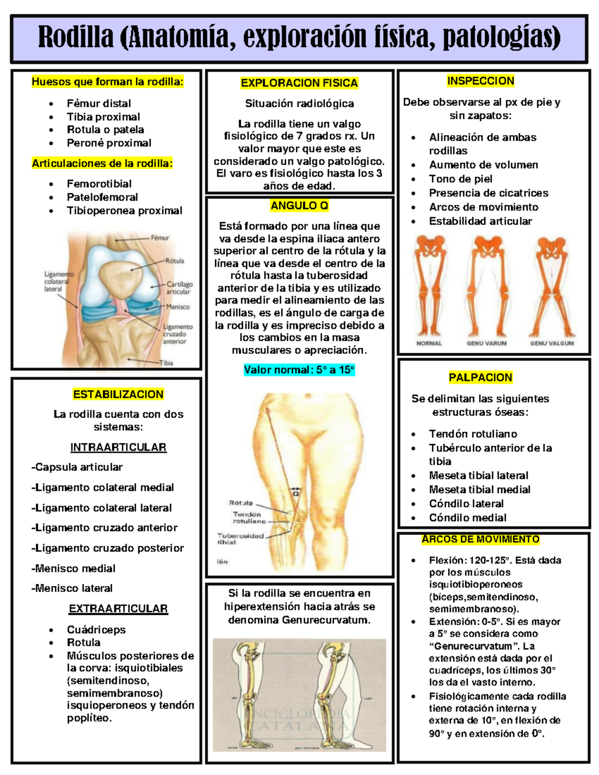 Rodilla (Anatomía y patología) - Huesos que forman la rodilla: Fémur ...