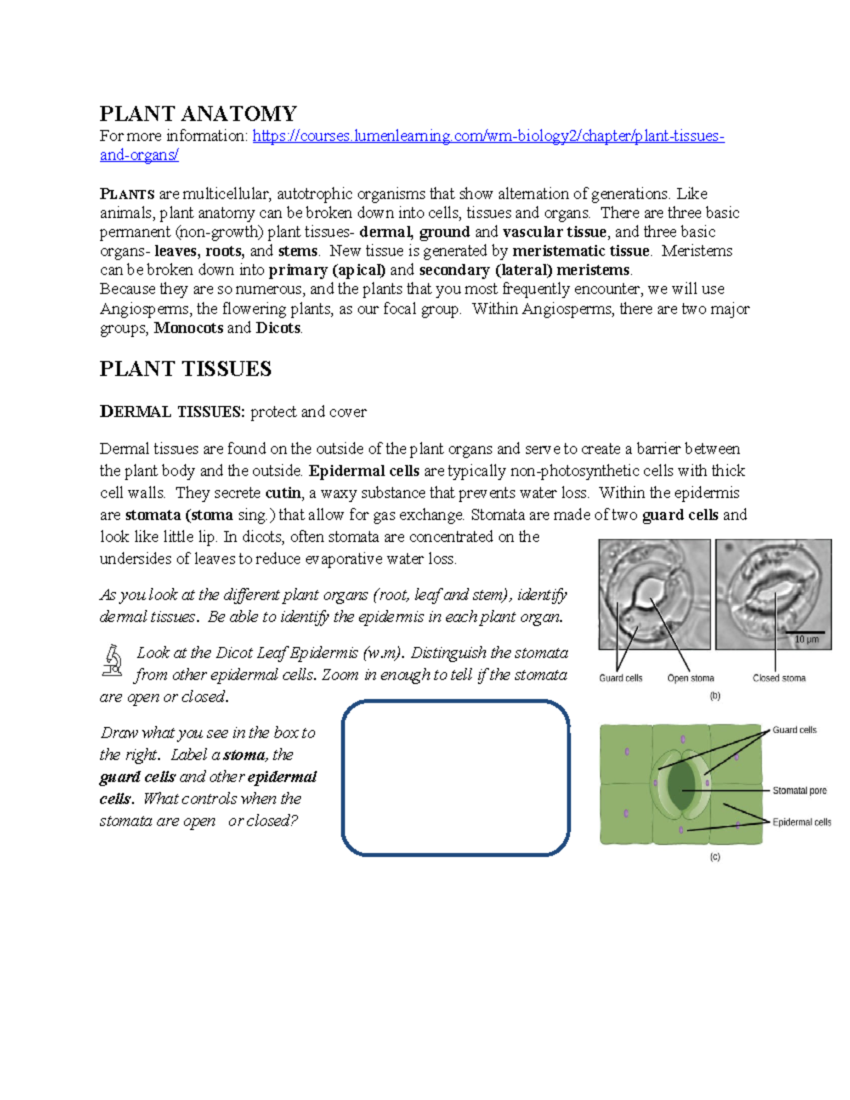 Plant Anatomy - PLANT ANATOMY For more information: - Studocu