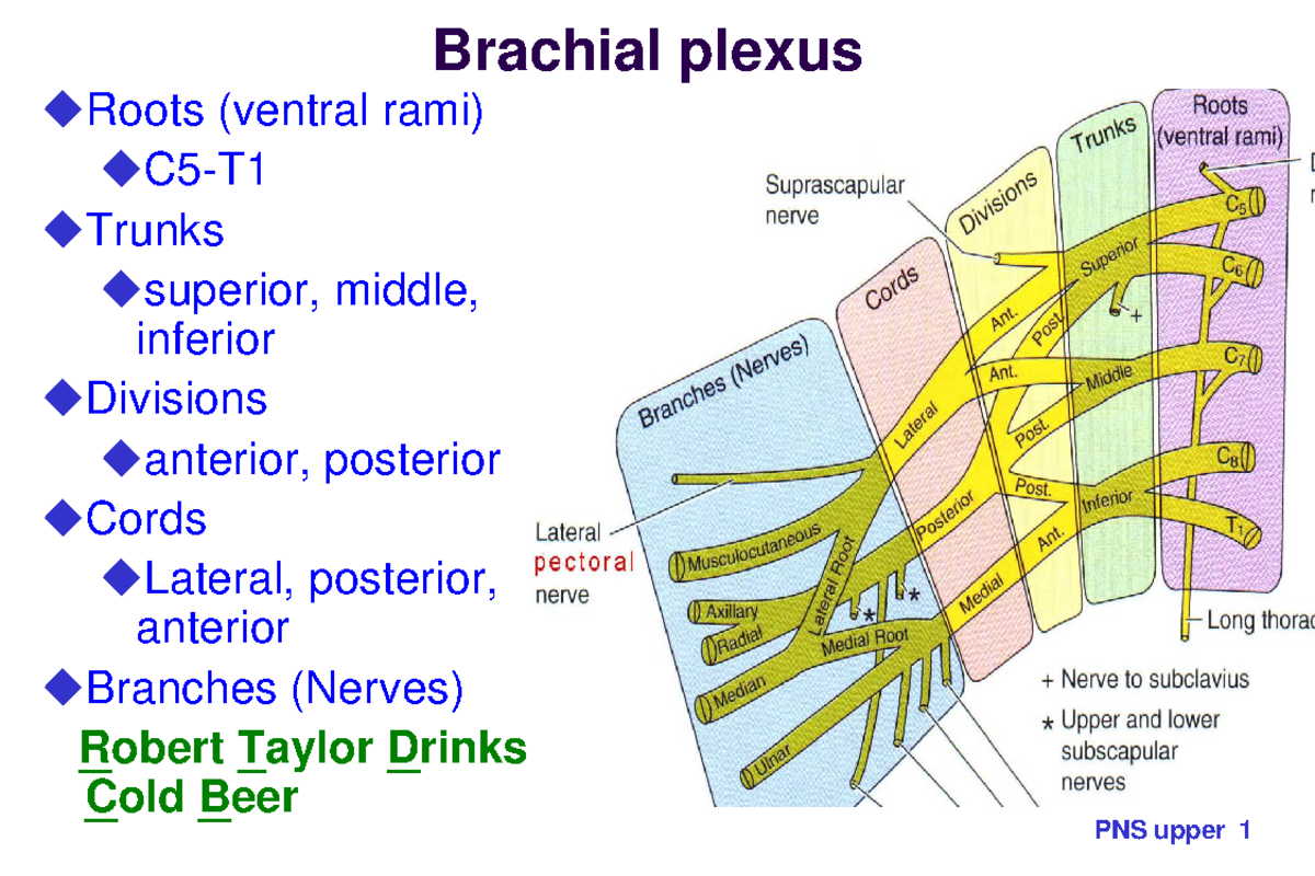 Brachial plexus - Brachial plexus Roots (ventral rami) C5-T Trunks ...