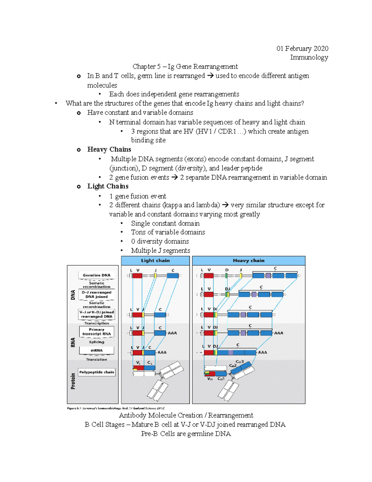 28 January - Chapter 5 – Ig Gene Rearrangement - 01 February 2020 ...