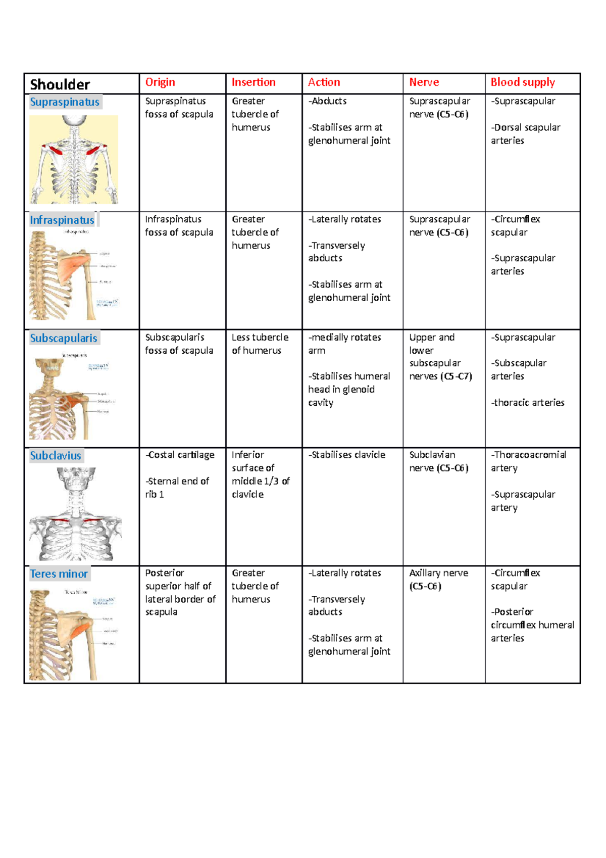 Shoulder Anatomy - Shoulder Origin Insertion Action Nerve Blood supply ...