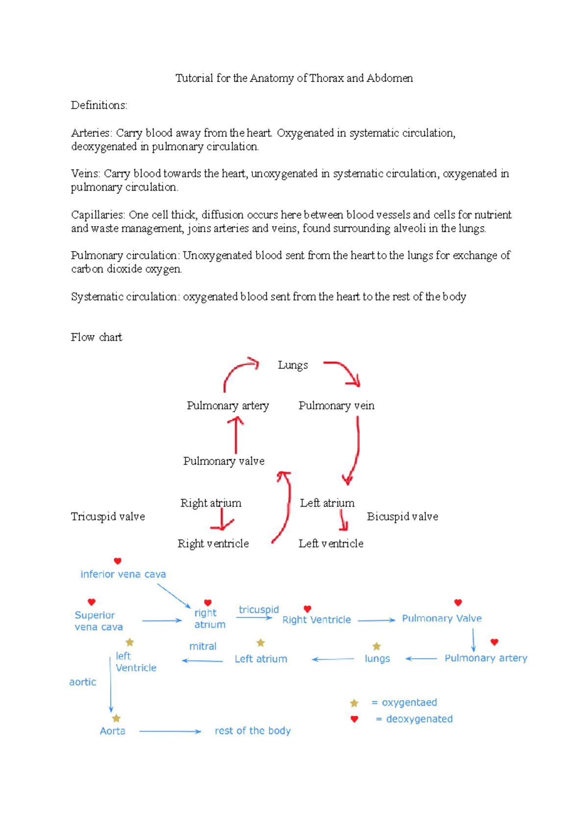 Tutorial 1 Anatomy of Thorax and Abdomen - 300894 - UWS - Studocu