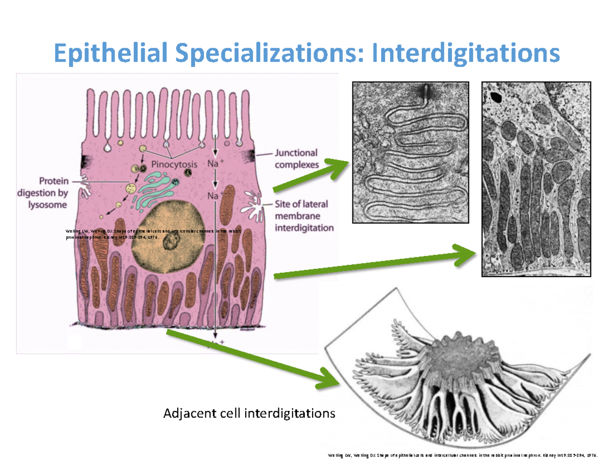 BIOM 4070 - Epithelium & Glands Minilecture - Epithelial ...