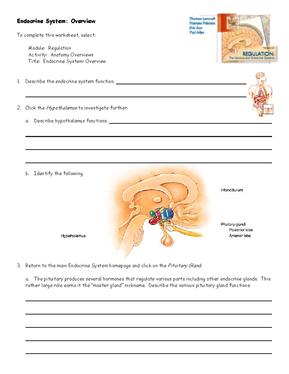 Reg endo - Principles of anatomy and physiology endocrine work sheet ...