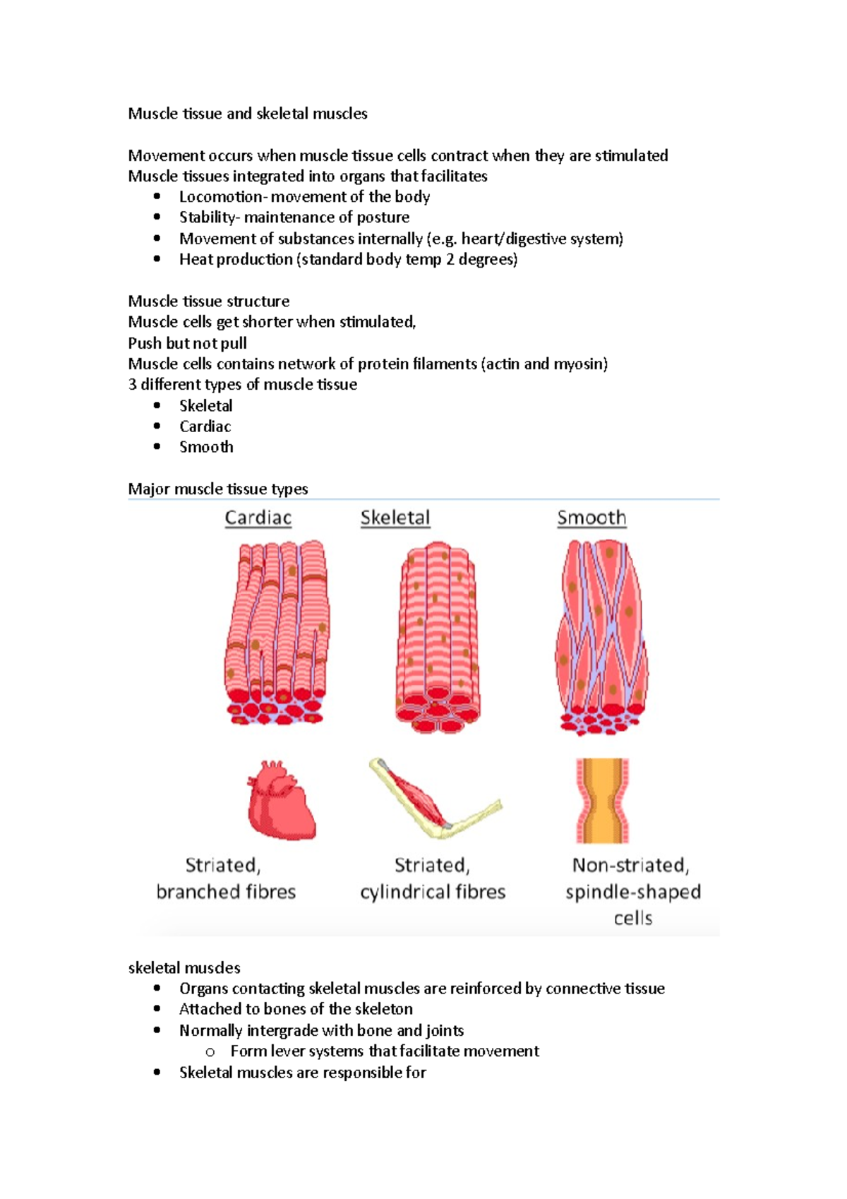 Muscle tissue and skeletal muscles summary - Muscle tissue and skeletal ...
