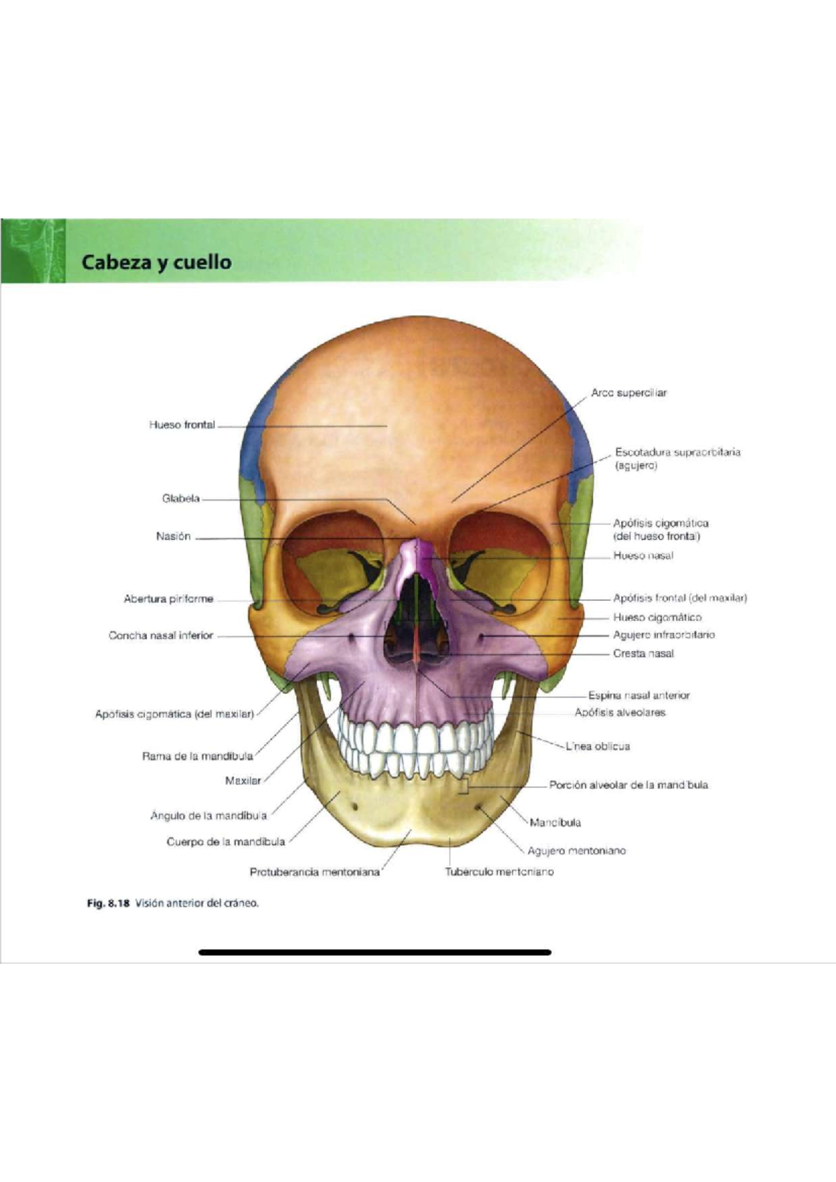 IMG 3954 - No se - Cabeza y cuello Arco superciliar Hueso frontal ...