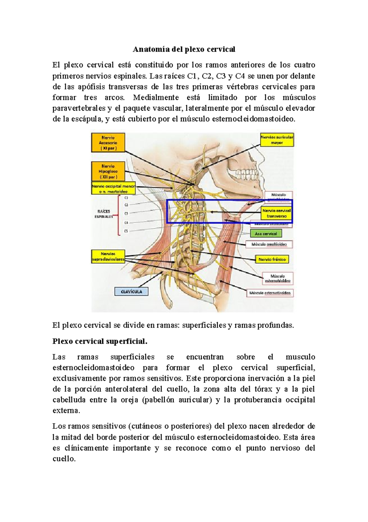 Monografia SEM 9 - Plexo Cervical Superficial - Anatomía del plexo cervical El plexo cervical ...