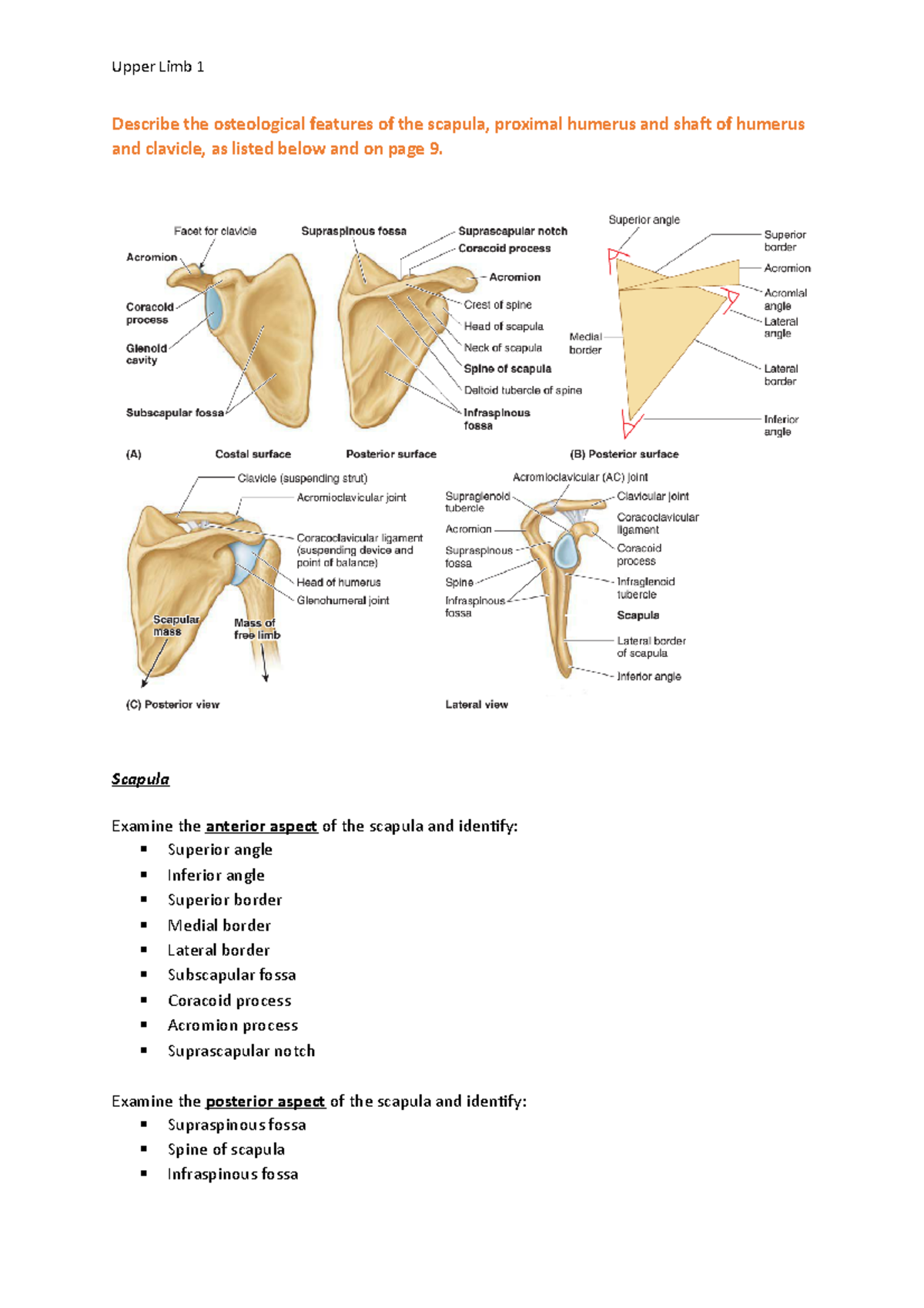 DR1 Uppler Limb - Upper Limb 1 Describe the osteological features of ...