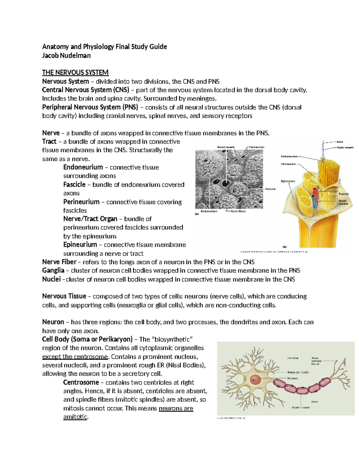 Anatomy And Physiology Final Study Guide Includes The Brain And Spina anatomy-and-physiology-final-study-guide-includes-the-brain-and-spina