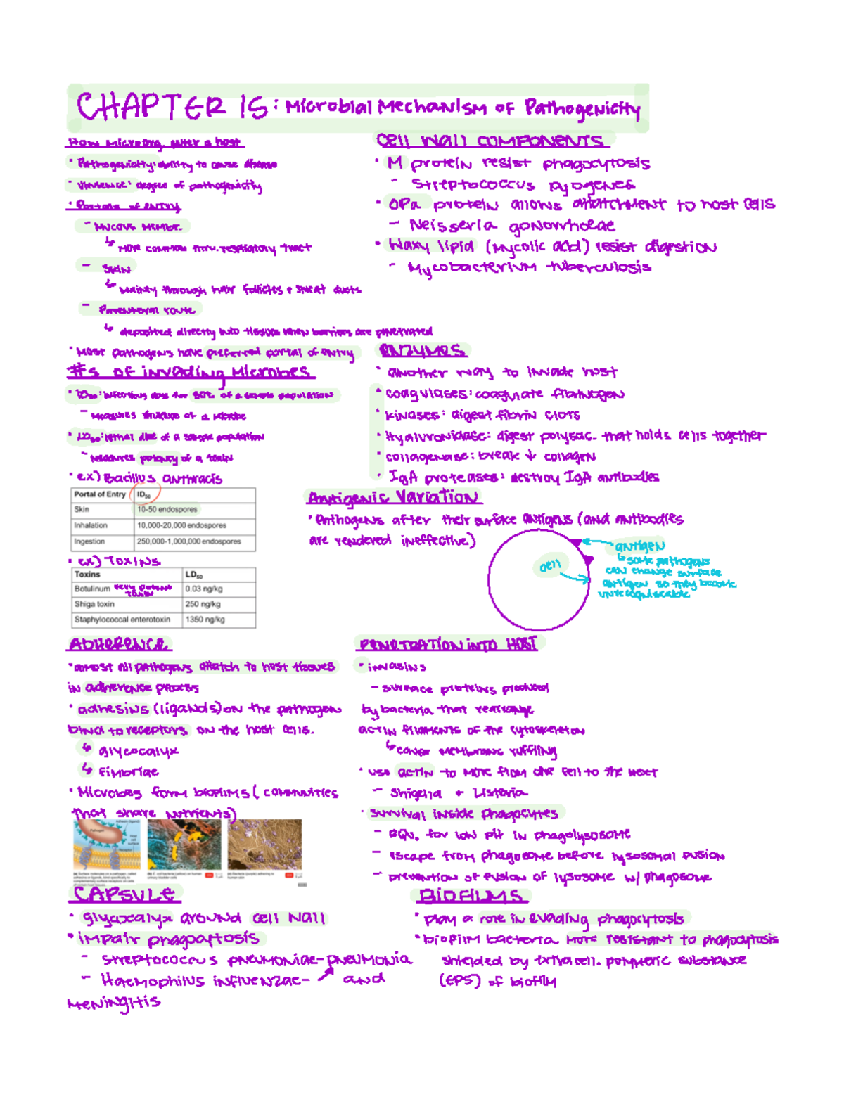 Chapter 15 Microbial Mechanisms Of Pathogenicity 2 Biol 3040 Studocu