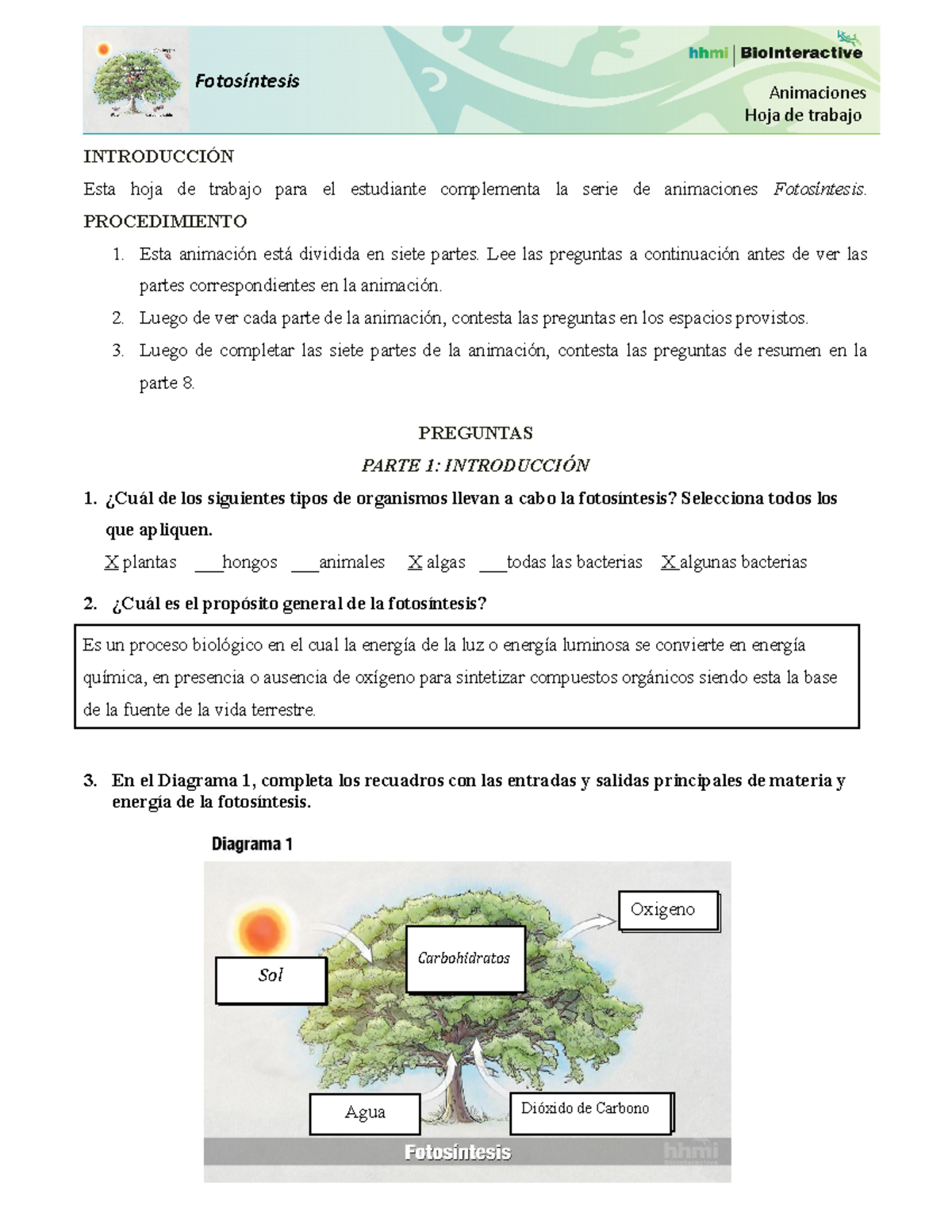 Fotosintesis-Estudiante-Animacion - INTRODUCCIÓN Esta hoja de trabajo ...