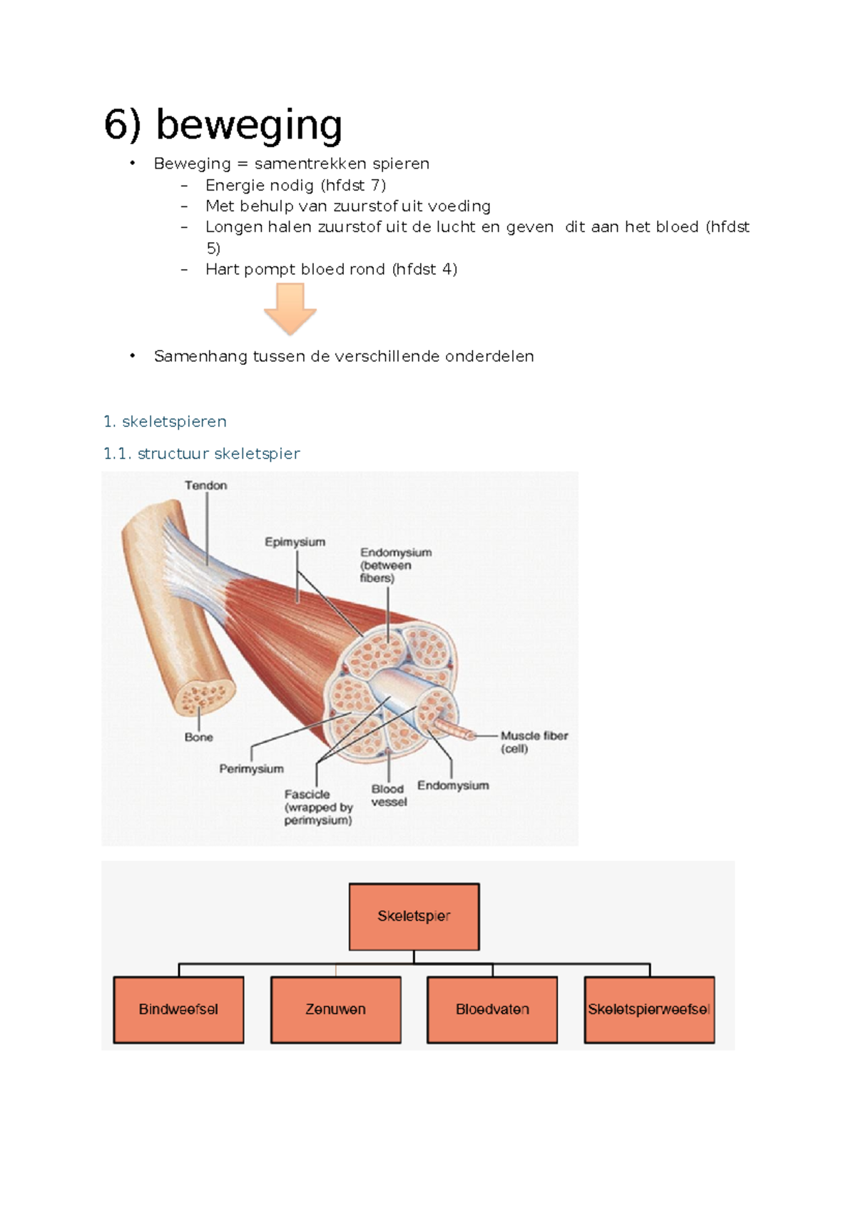Les 6 beweging - Samenvatting Anatomie en Fysiologie - 6) beweging ...