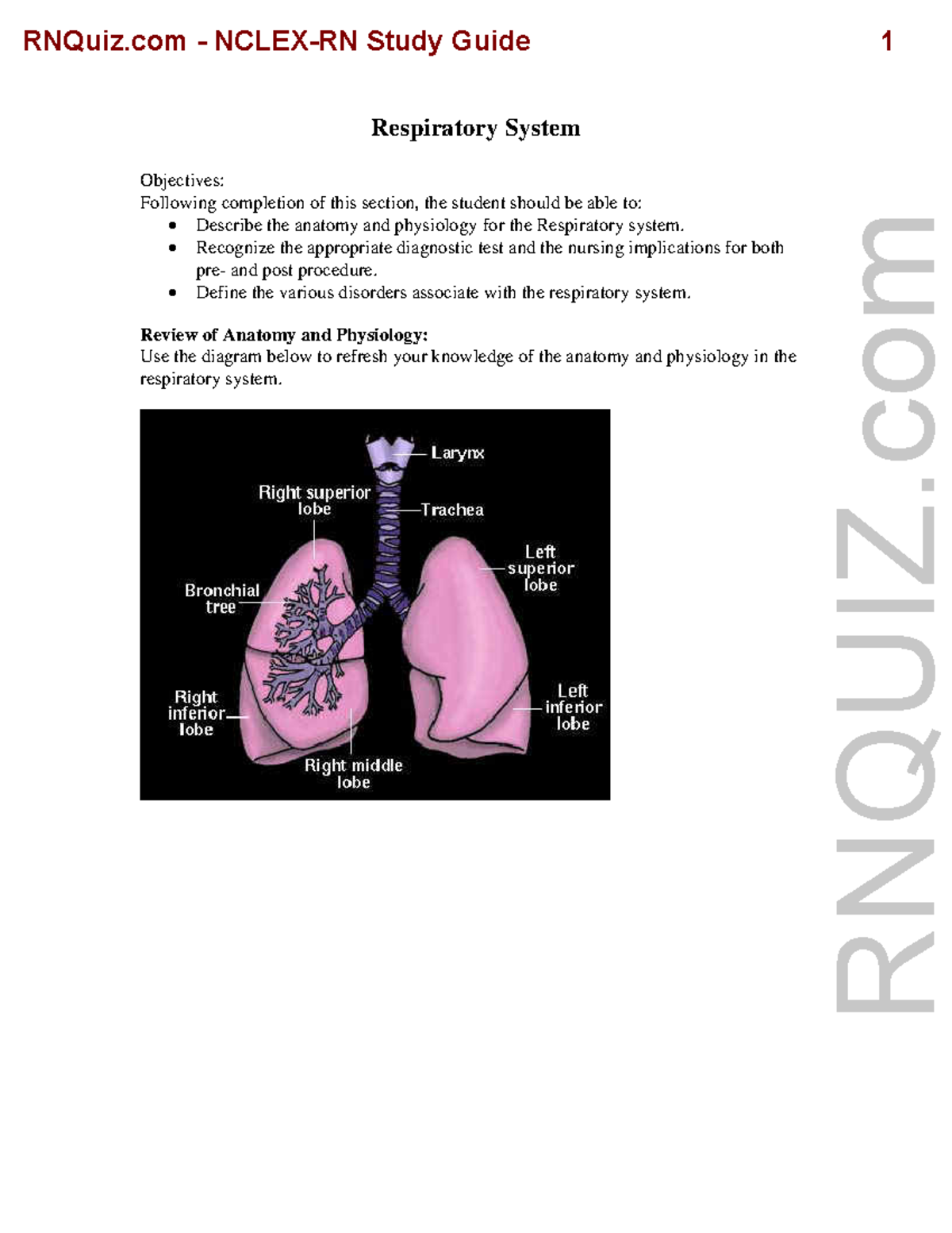 Respiratory-2 - respiratoy notes evening class - Respiratory System ...