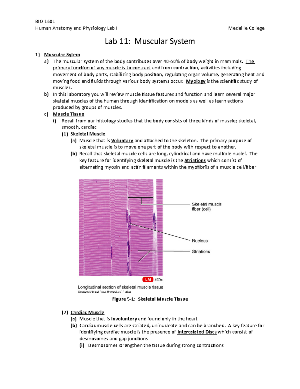 BIO 160L lab 11 muscular system - Human Anatomy and Physiology Lab I ...