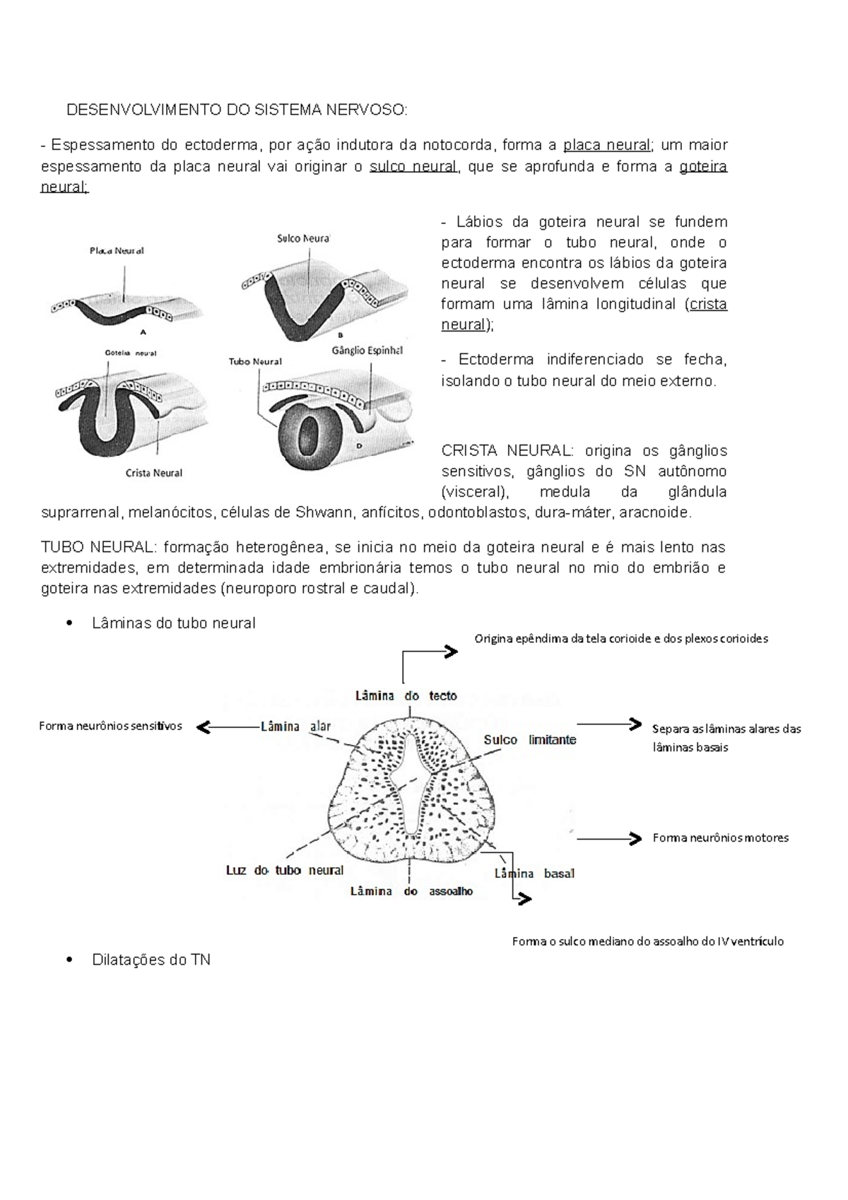 Desenvolvimento DO Sistema Nervoso - DESENVOLVIMENTO DO SISTEMA NERVOSO ...
