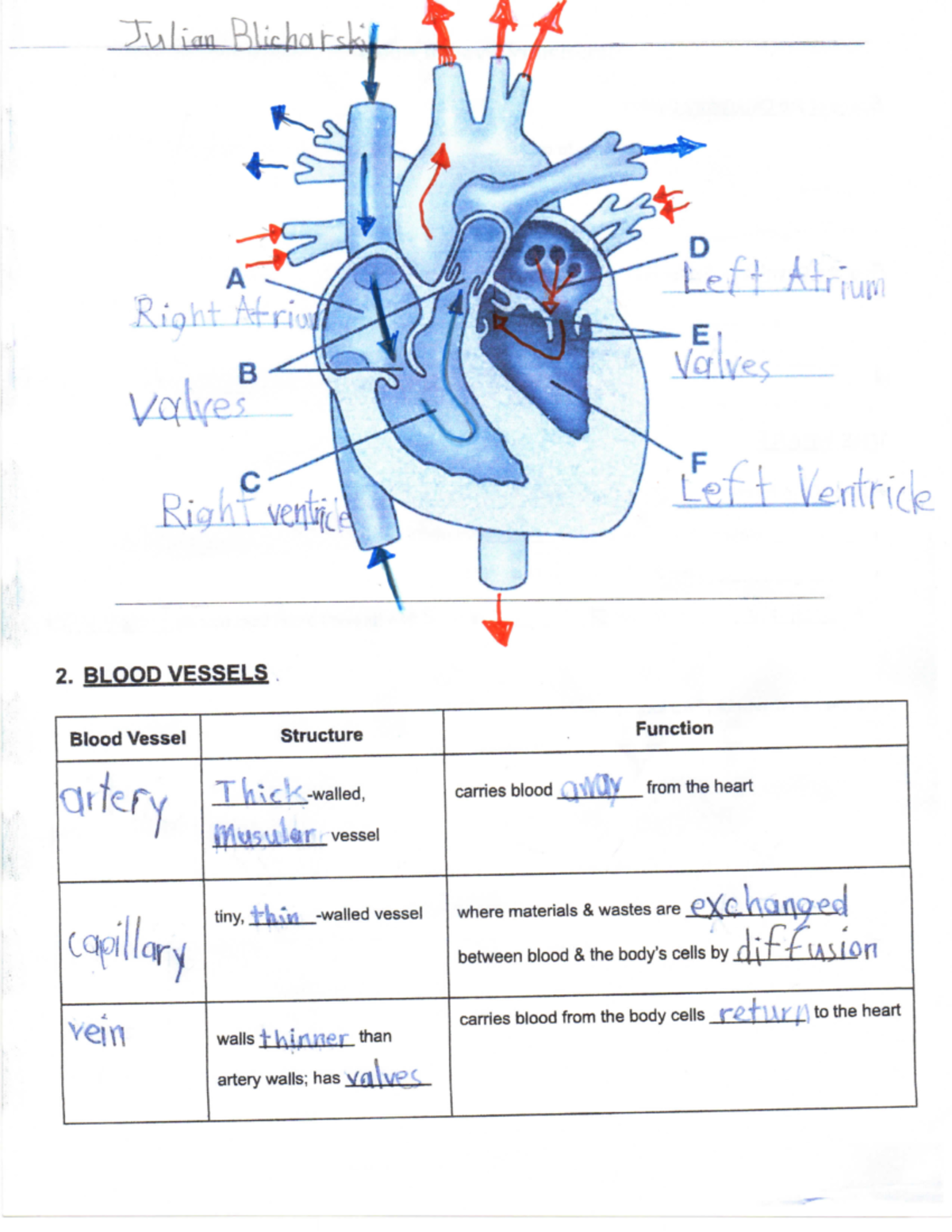 Blood and heart working - Studocu