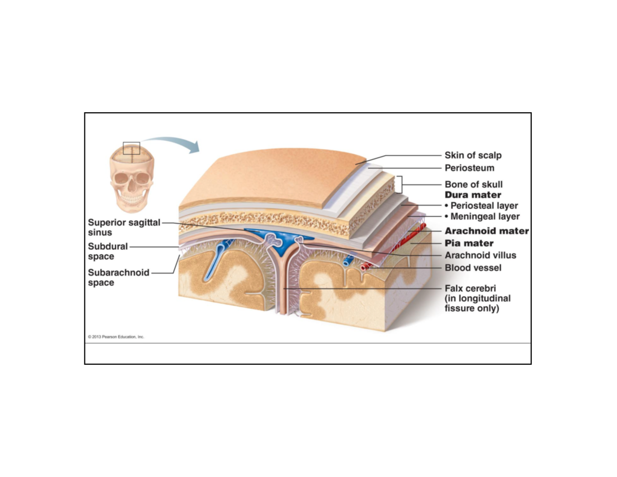 Neuroanatomy diagrams - Skin of scalp Periosteum Bone of skull Dura ...