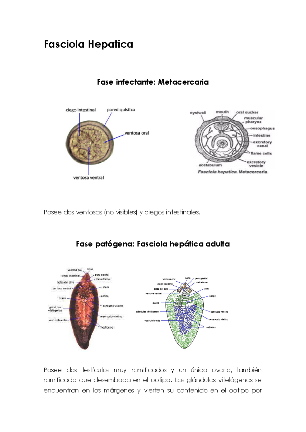 Fasciola pdf - Fasciola Hepatica Fase infectante: Metacercaria Posee ...