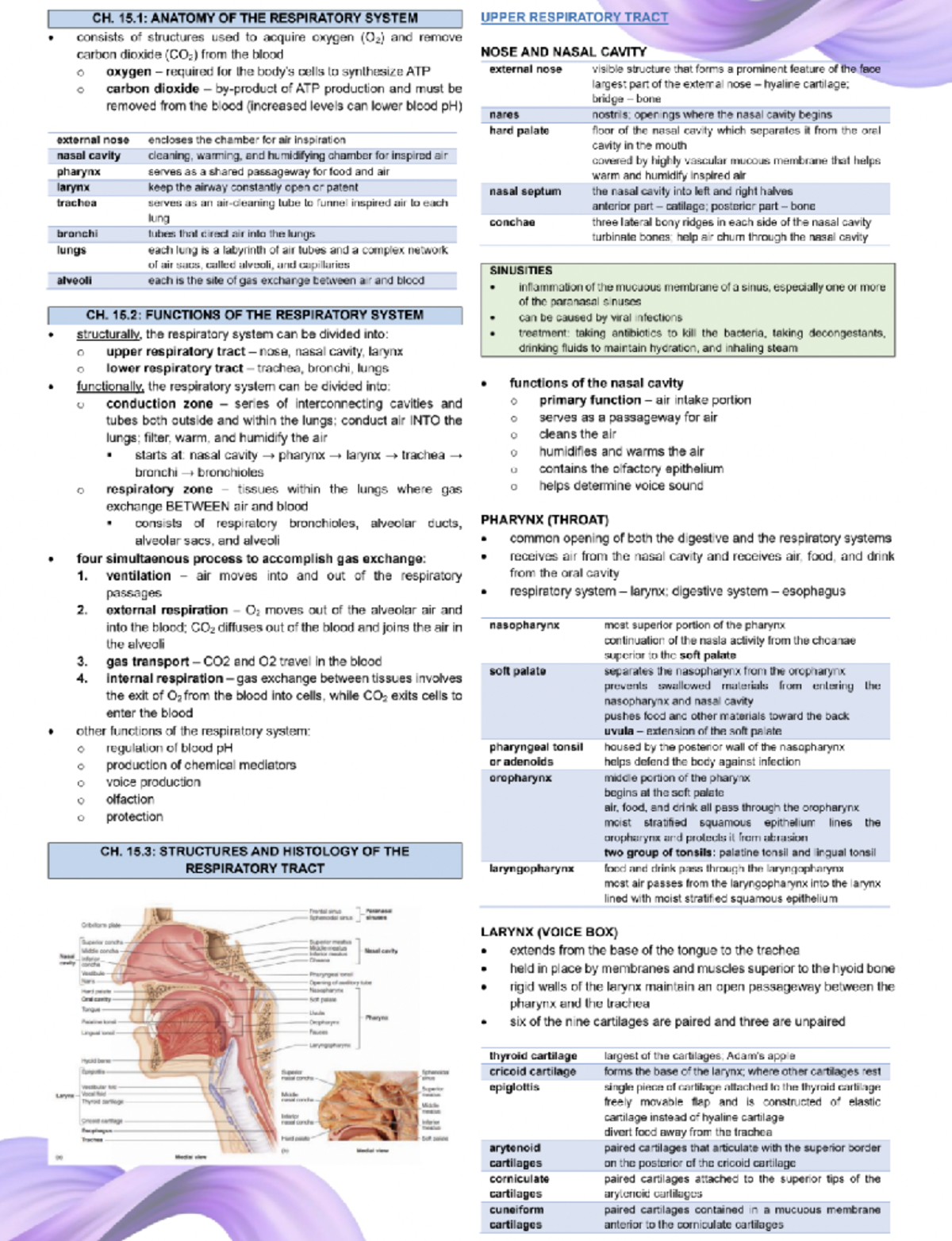 Anaphy Reviewer - Finals - CH. 15: ANATOMY OF THE RESPIRATORY SYSTEM ...