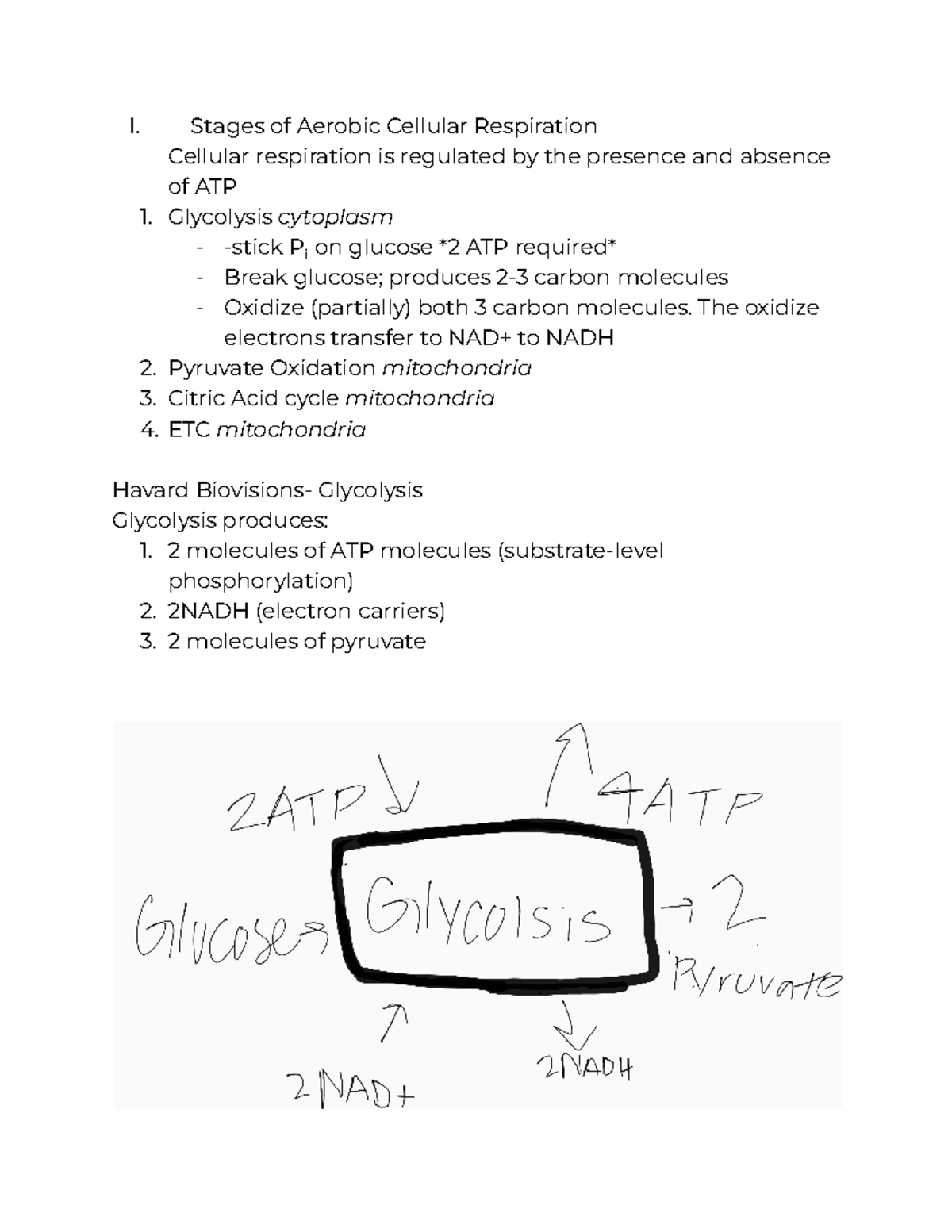 Oct - Professor Deimeke Notes - I. Stages of Aerobic Cellular ...