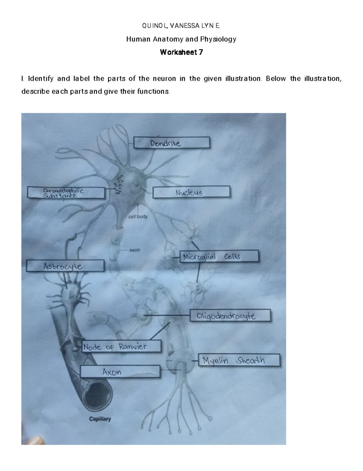 Human Ana Phy W 7 - Nervous system activity - Huma n Ana tomy a nd Phy ...