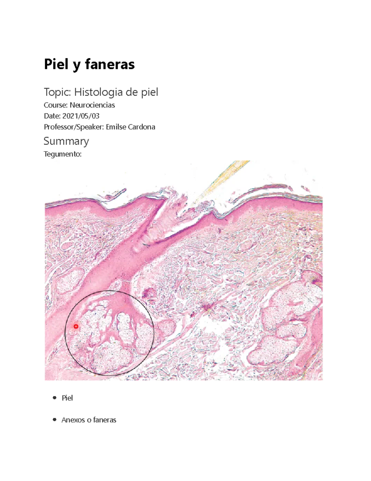 HISTOLOGIA DE LA PIEL, Profesora Emilse Car - Piel y faneras Topic ...
