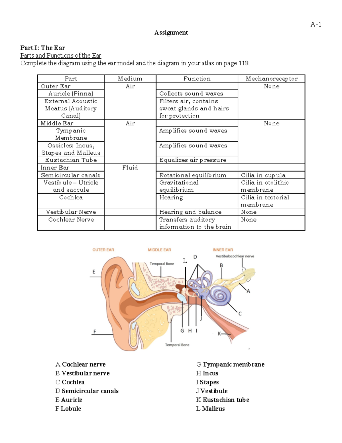 A&p2 lab 4 finished - laboratory assignment - Assignment Part I: The ...