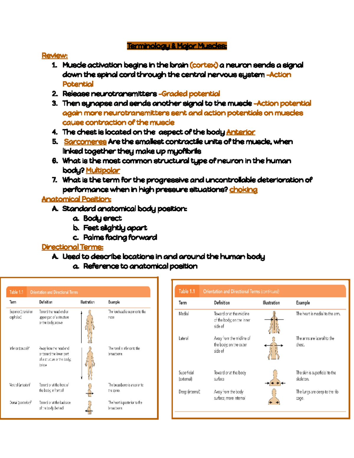Terminology & Major Muscles - Terminology & Major Muscles: Review ...
