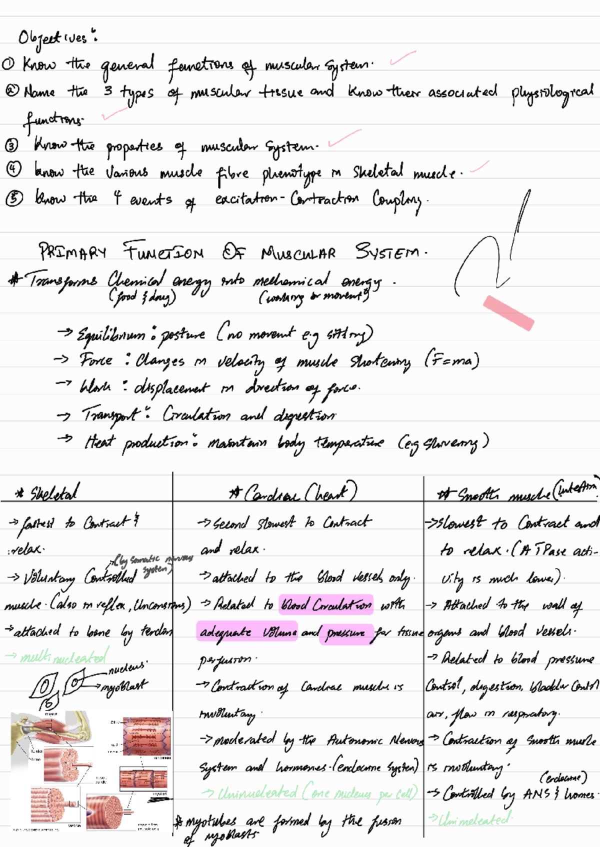 Revision Note - Objectives Know the general functions of muscular ...