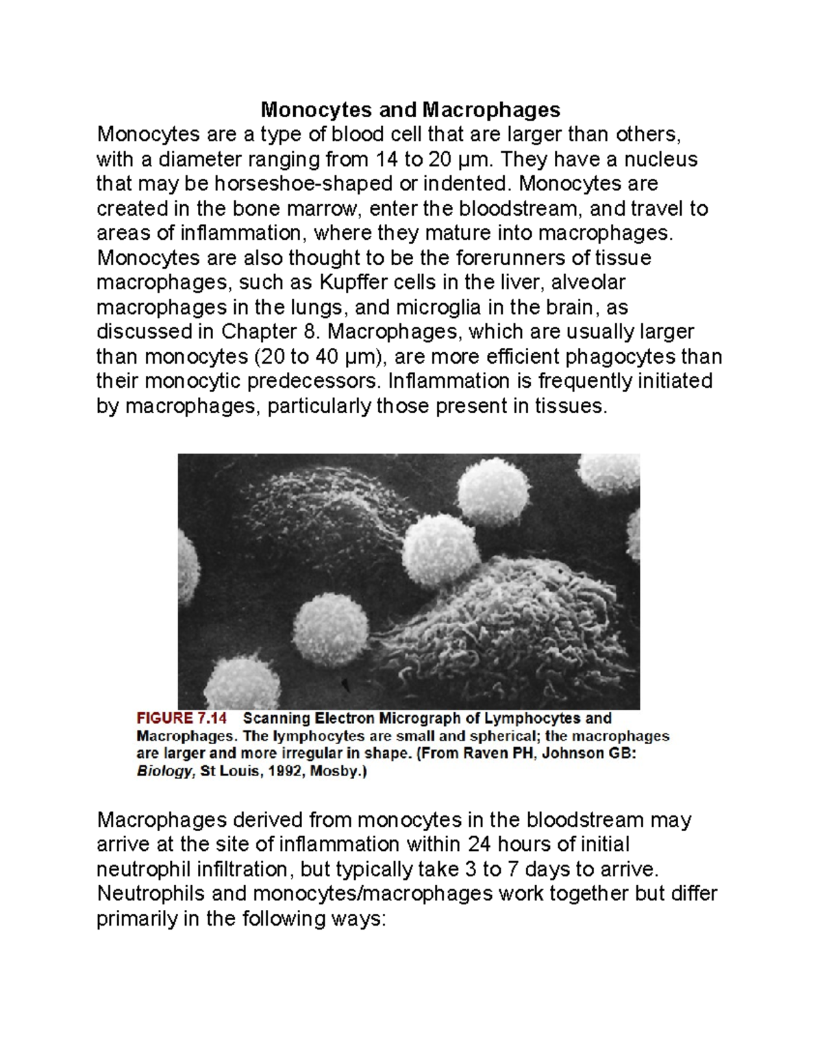 Monocytes and Macrophages - Monocytes and Macrophages Monocytes are a ...