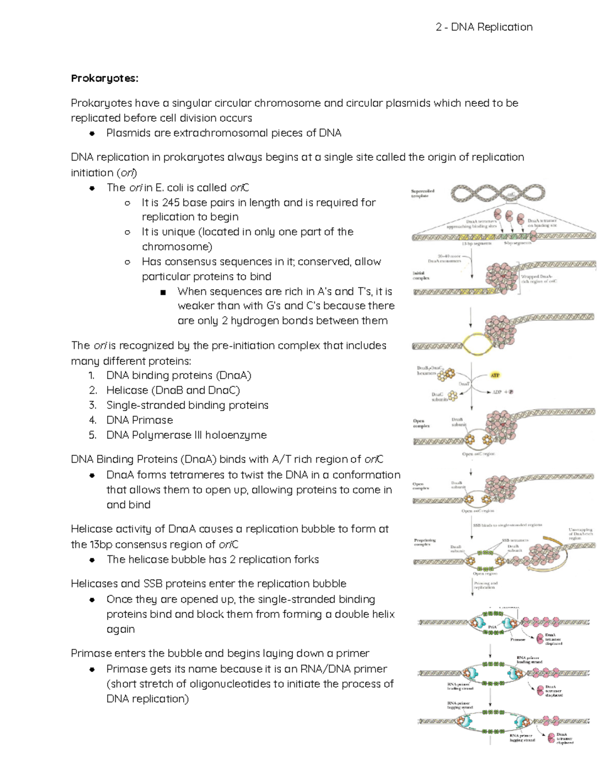 2 - DNA Replication - Lecture notes 2 - 2 DNA Replication Prokaryotes ...