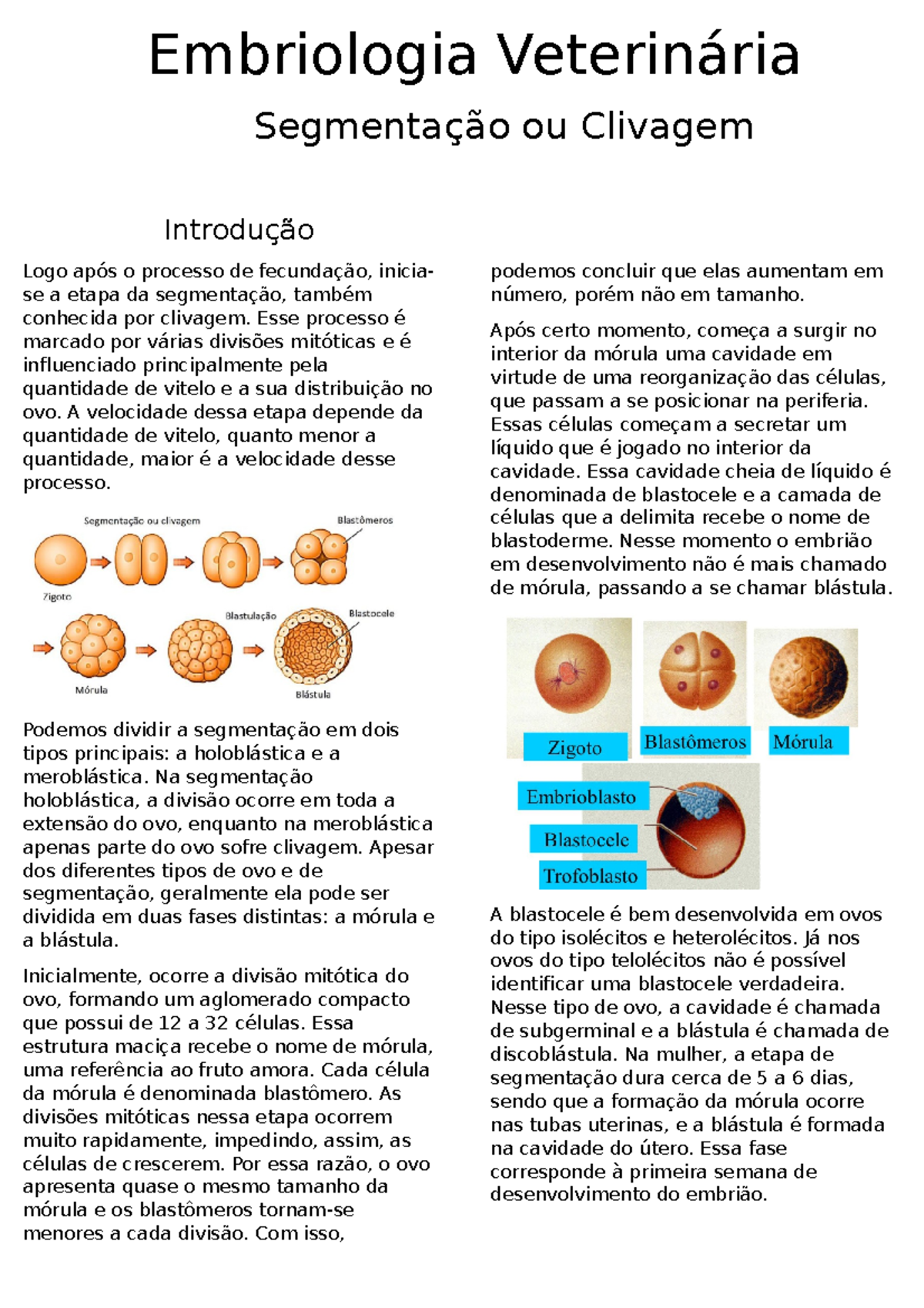 Embriologia Veterinária 2 - Embriologia Veterinária Segmentação ou ...