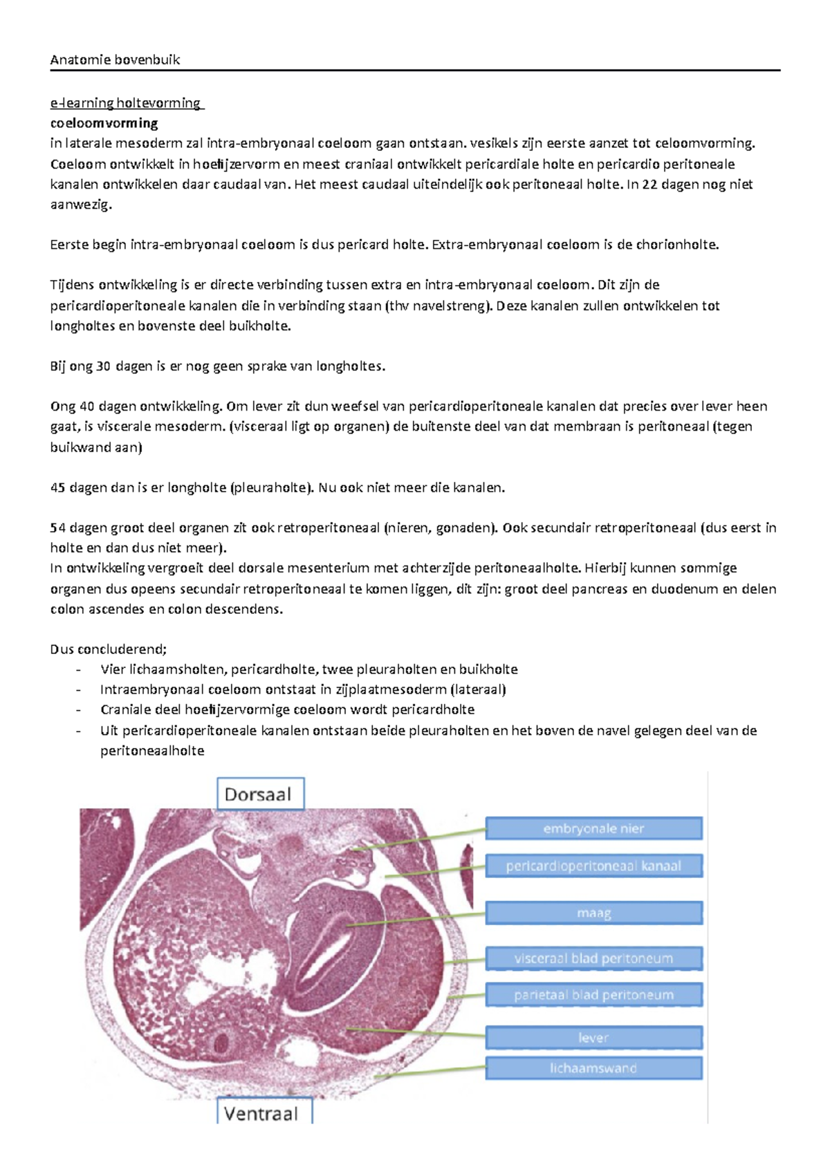 Samenvatting van e-learning anatomie bovenbuik en de embryonale ...