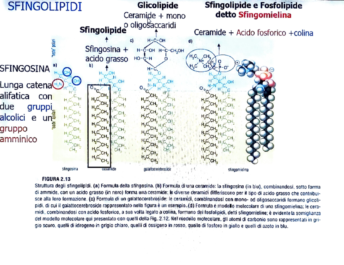 La chimica della materia vivente 2 - Glicolipide Ceramide + mono Sfingolipide e Fosfolipide ...