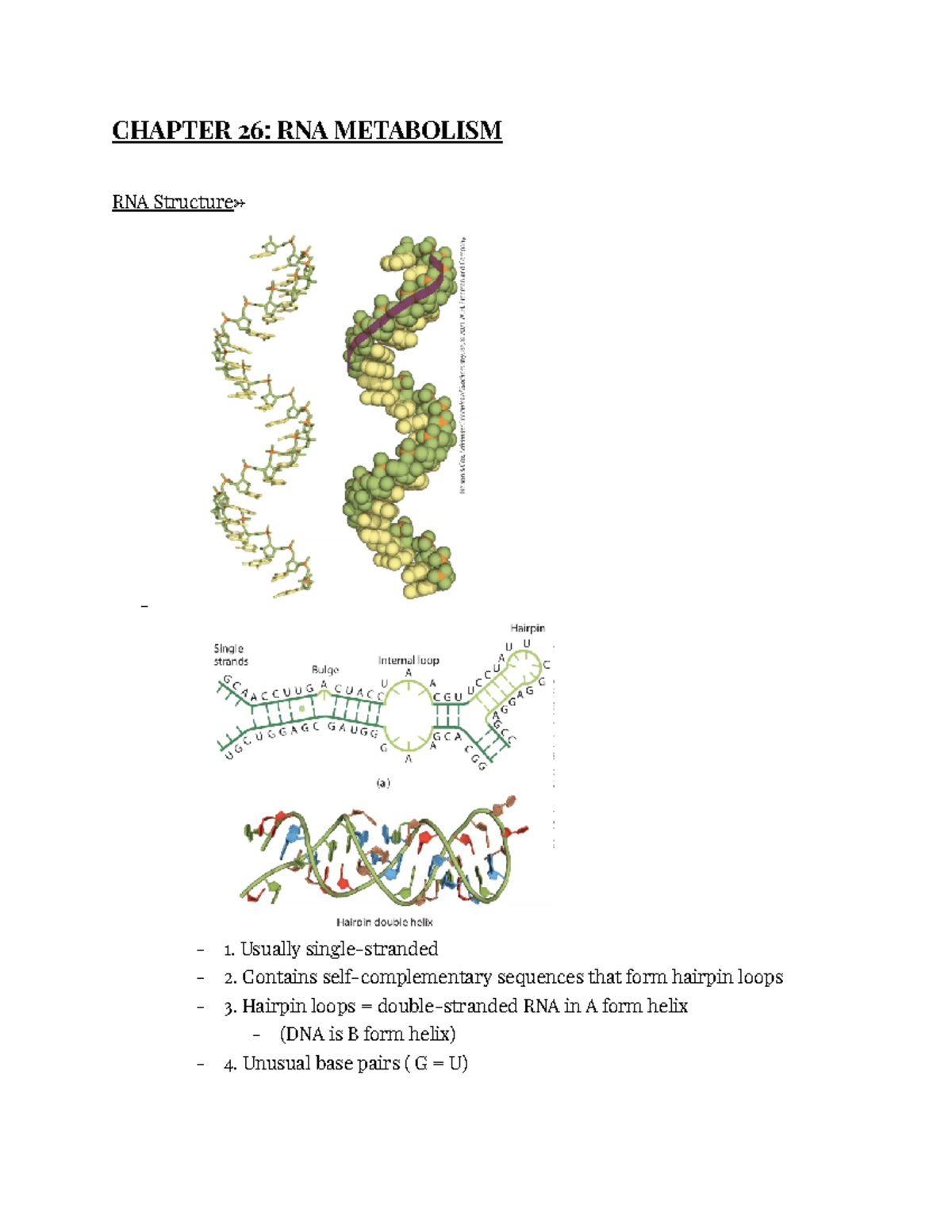 EXAM 2: CH 26 RNA Metabolism - CHAPTER 26: RNA METABOLISM RNA Structure ...