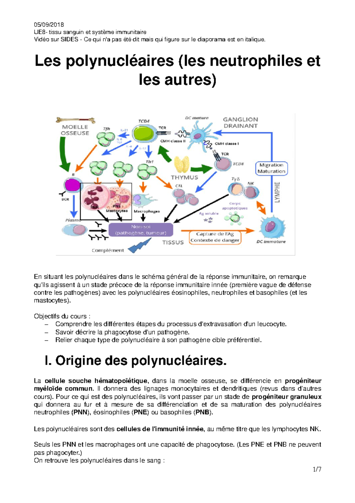 Les polynucléaires - 05/09/ UE8- tissu sanguin et système immunitaire ...