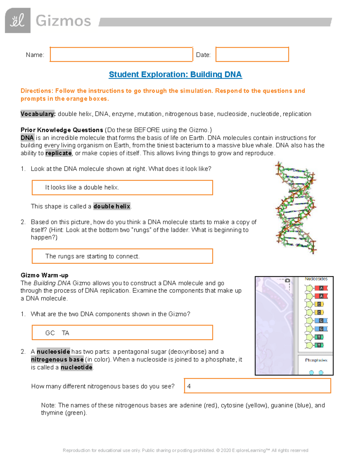 Gizmo - Building DNA - Name: Date: Student Exploration: Building DNA ...