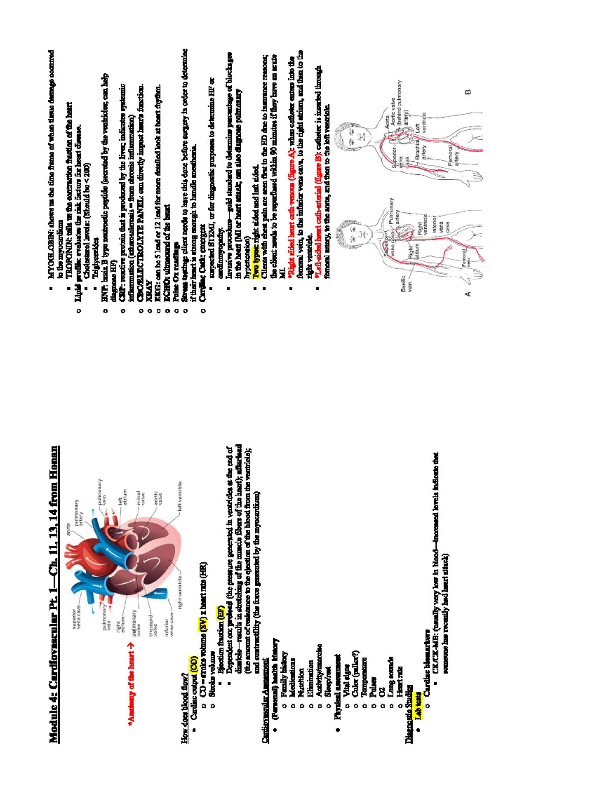 Module 4 Cardiovascular Pt. 1—Ch. 11, 13, 14 from Honan - Module 4 ...