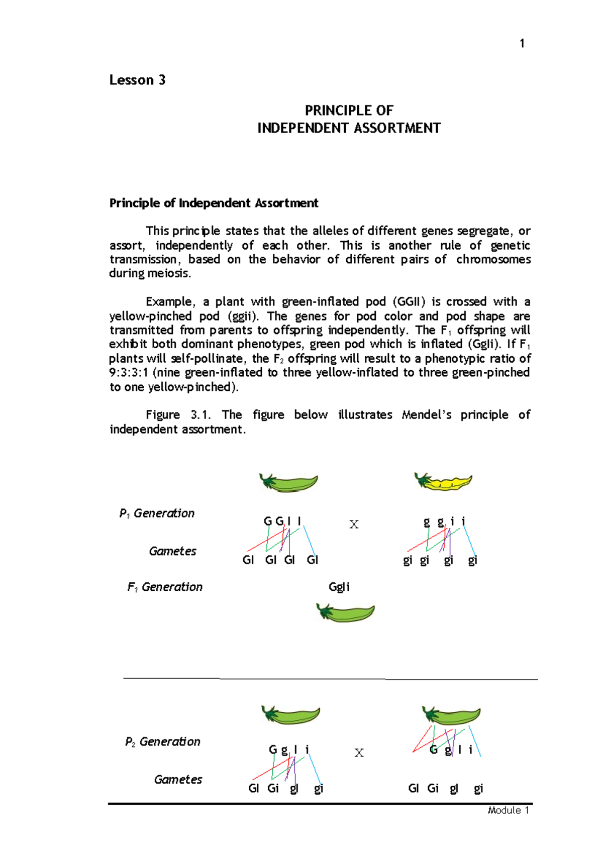 Lesson 3 Independent Assortment - 1 Module 1 Lesson 3 PRINCIPLE OF ...