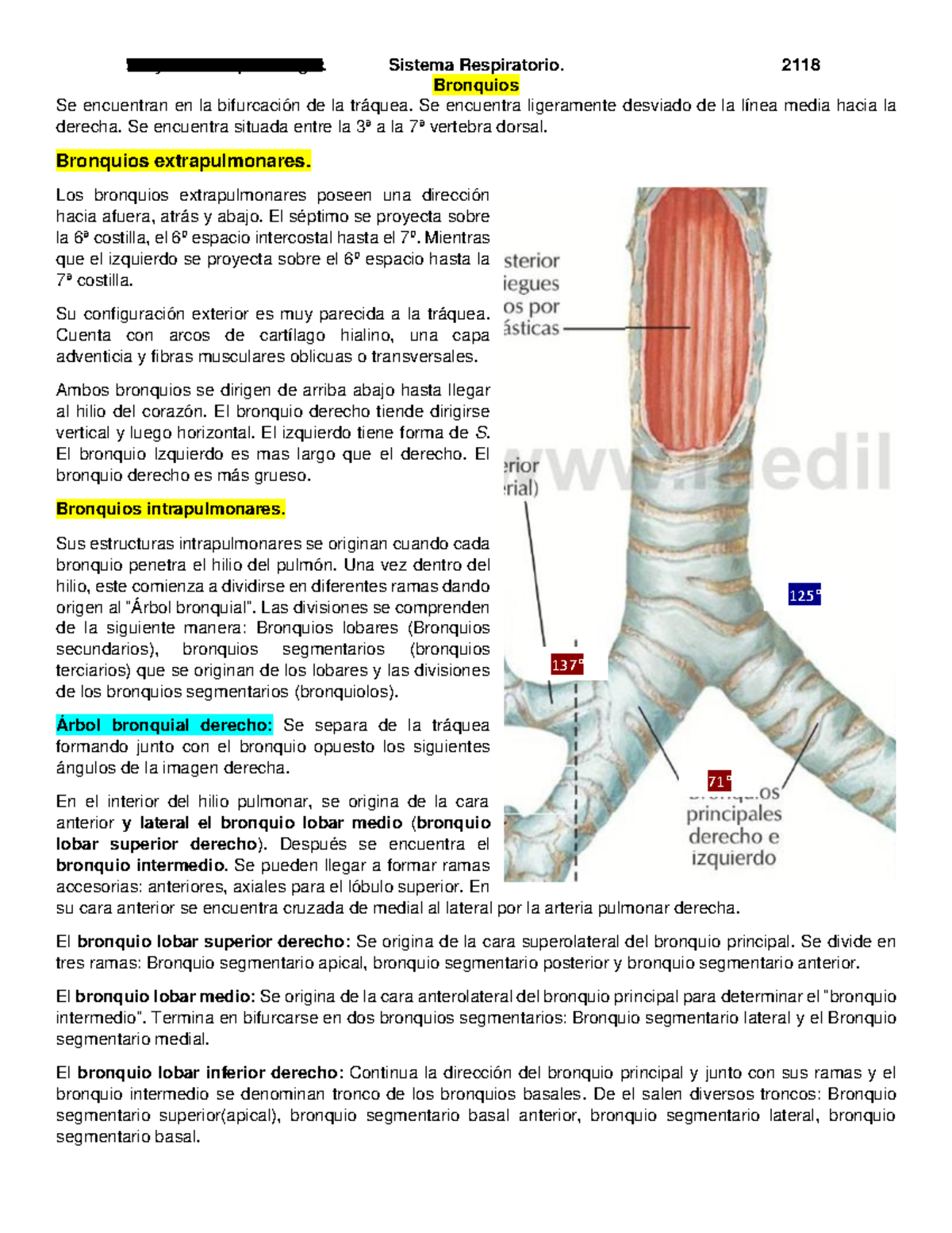 Resumen de Bronquios y vias a ereas inferiores - Bronquios Se ...
