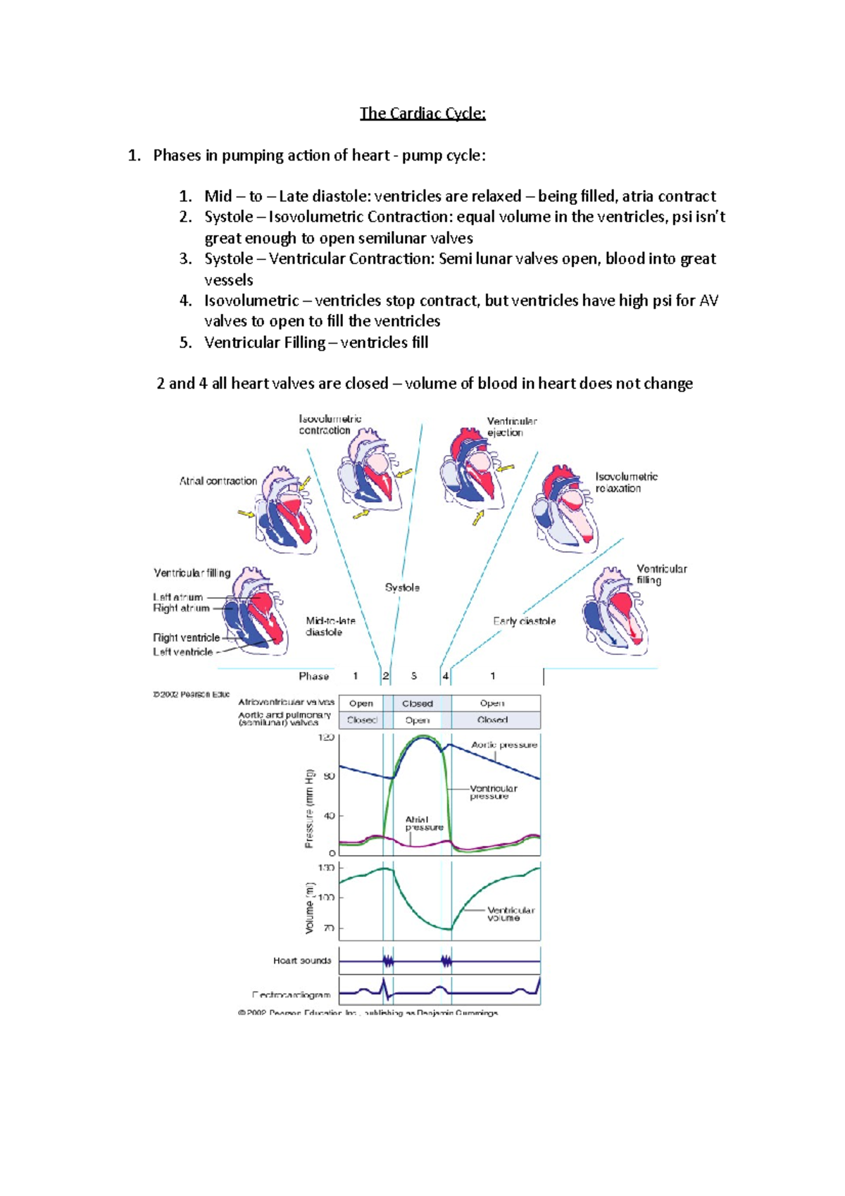 The Cardiac Cycle - Lecture 2 - The Cardiac Cycle: Phases in pumping ...
