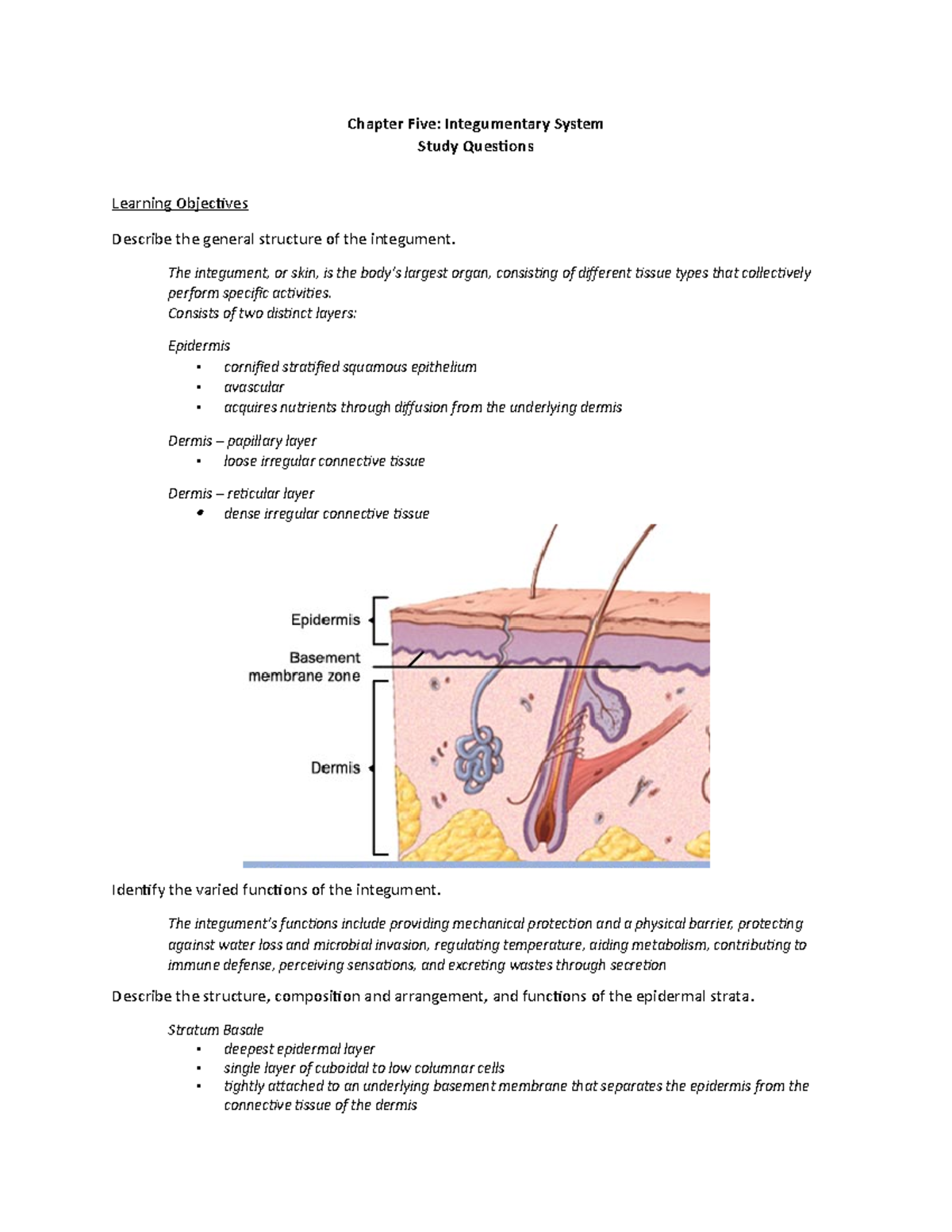 Chapter Five Notes - Integumentary System - Chapter Five: Integumentary ...